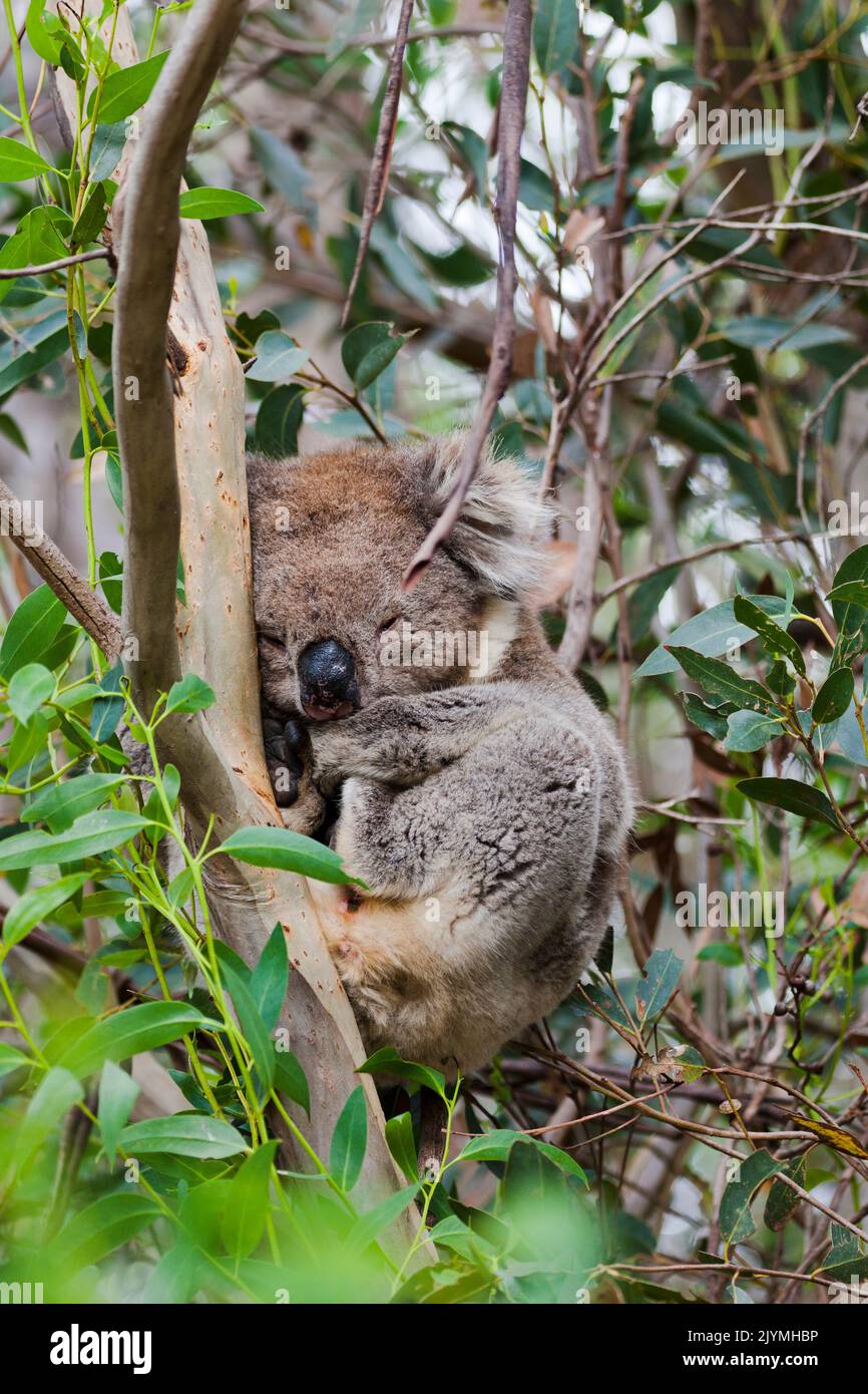 Symbole vu Banque de photographies et d’images à haute résolution - Alamy