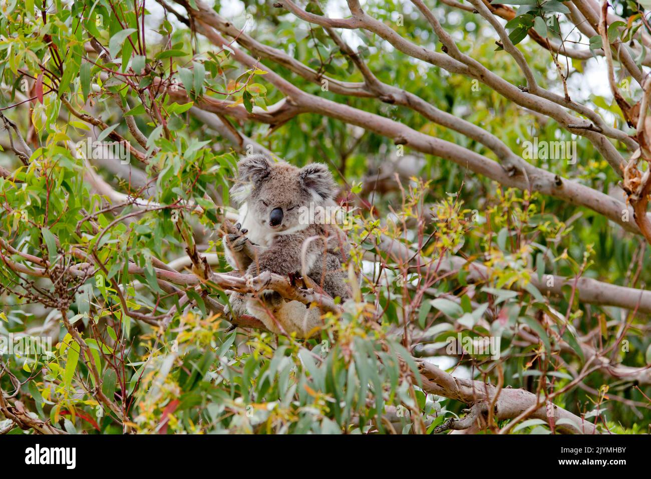 Le Koala (Phascolarctos cinereus) est un symbole emblématique de la ...