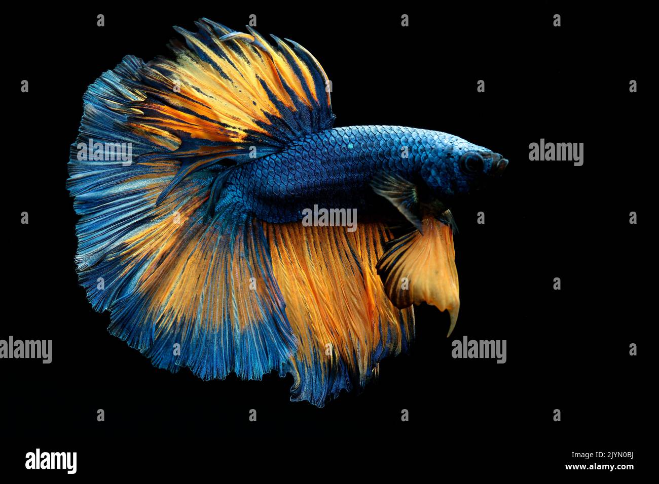 Poissons de combat siamois (Betta splendens) mâles demi-lune variété de ...