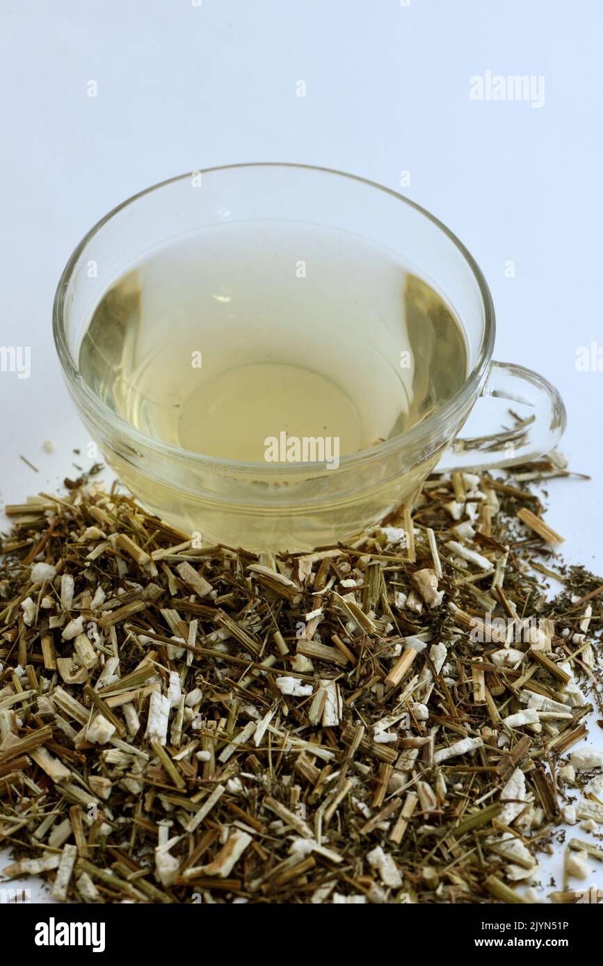 Mugwort annuel (Artemisia annua), plante coupée et séchée, tiges et feuilles, tasse de perfusion ...