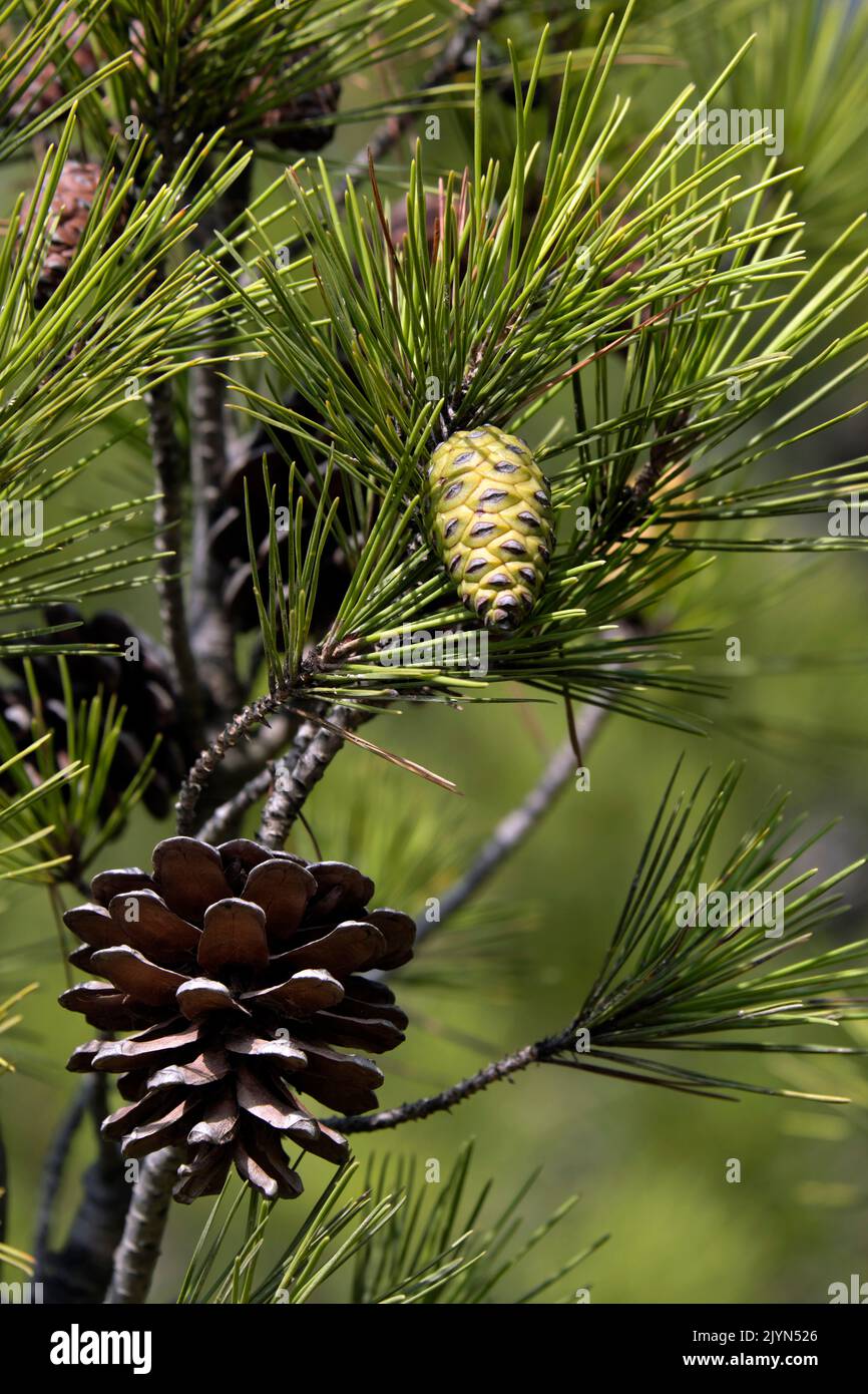 PIN d'Alep (Pinus halepensis), cônes, île de Gaou, le Brusc, six-fours ...