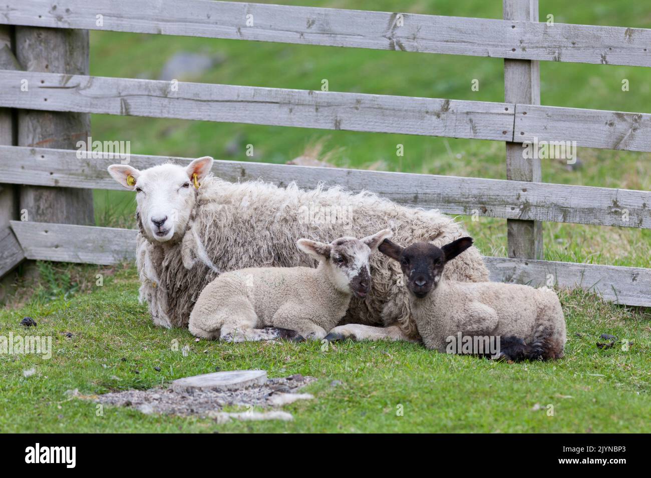 Shetland Sheep sur les îles Shetland. Le mouton Shetland est une race ...