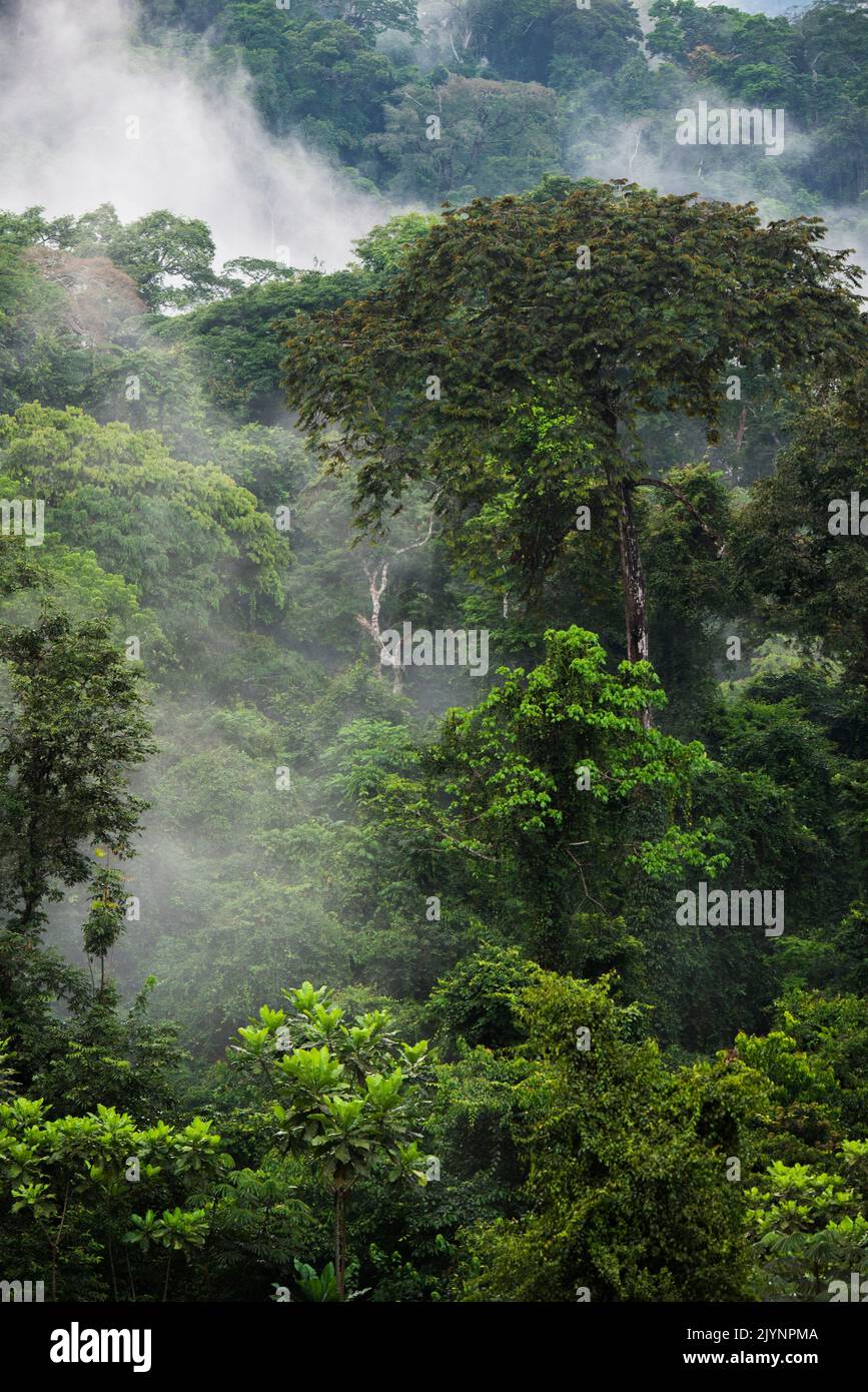 La forêt d'abeilles, forêt équatoriale du Gabon. Le domaine forestier ...