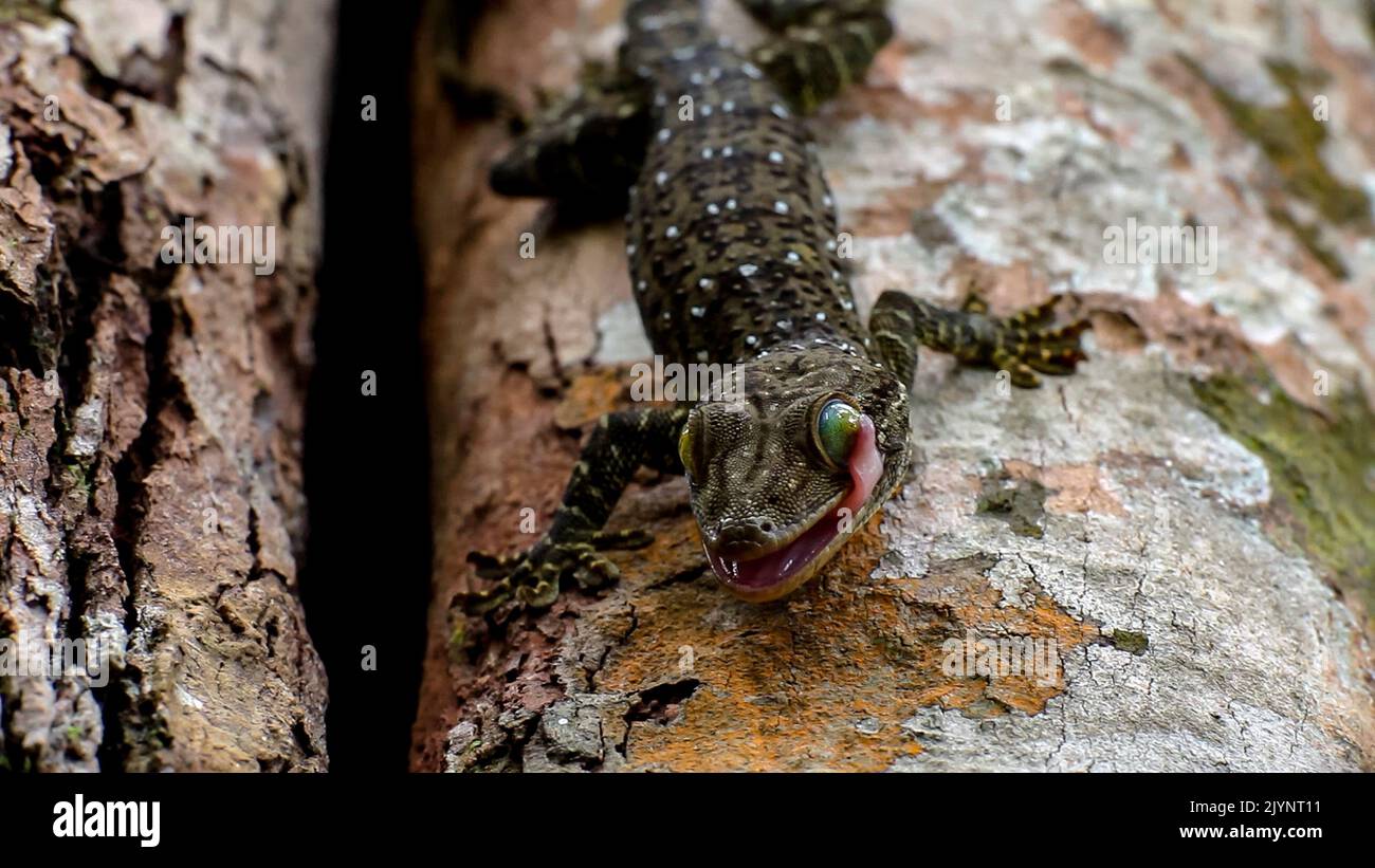 Gekko gecko Banque de photographies et d’images à haute résolution - Alamy