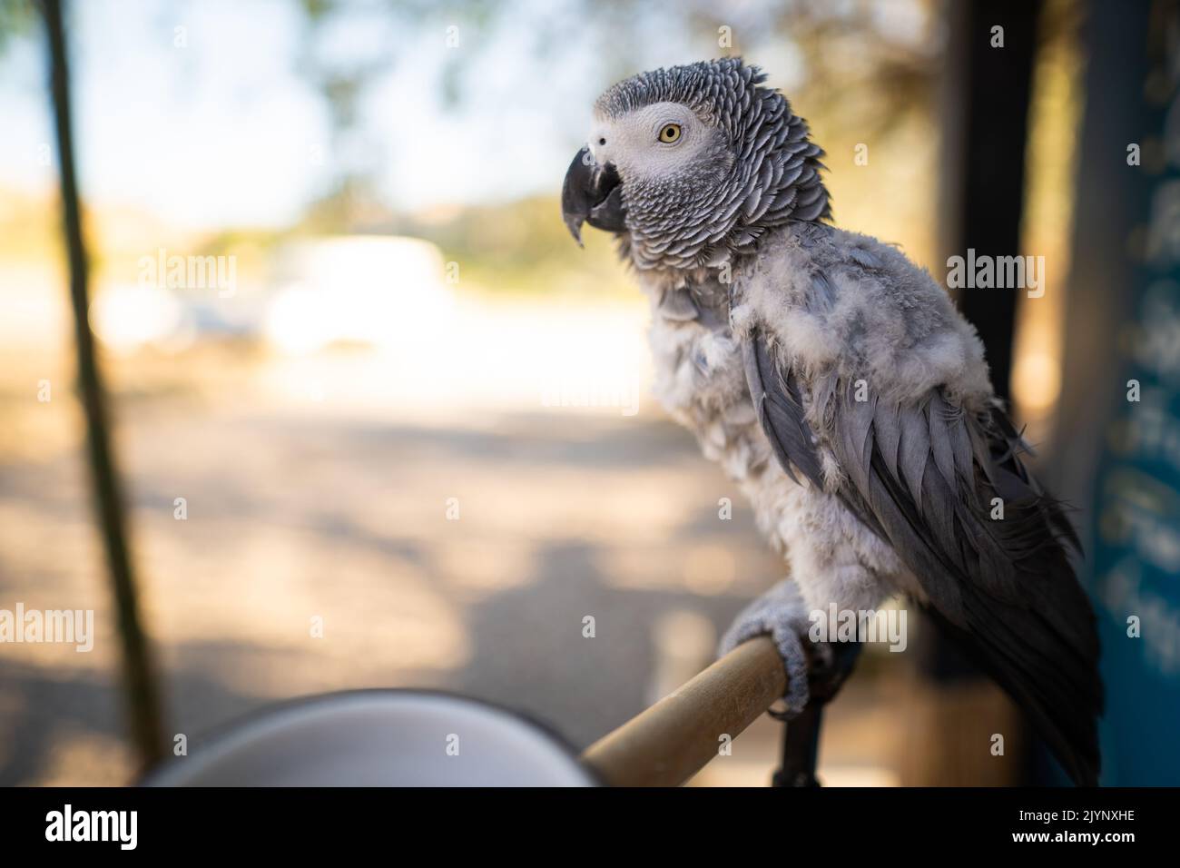 African grey parrot Banque de photographies et d’images à haute ...