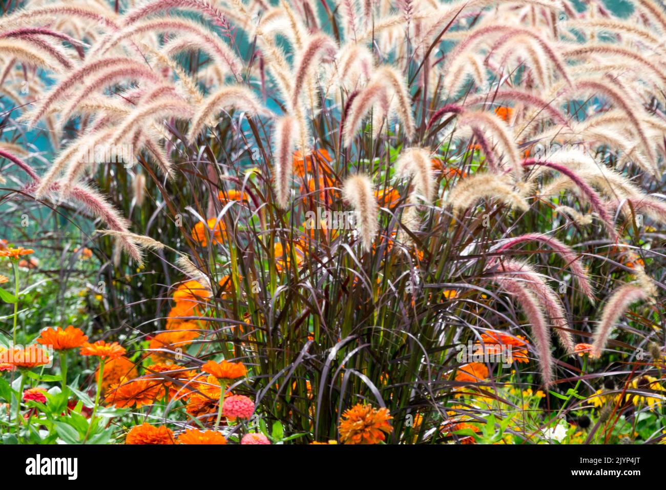 Rose fontaine herbe pennisetum setaceum rubrum Banque de photographies ...