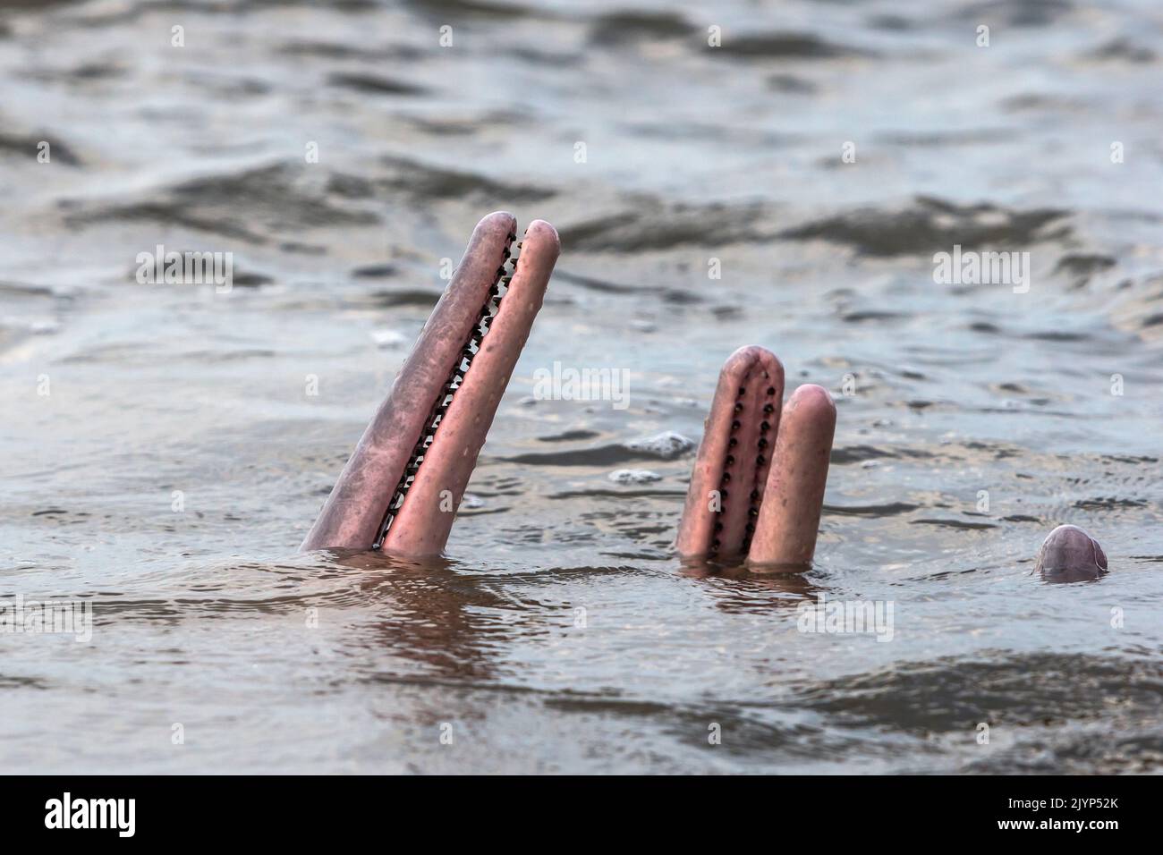 Amazone River Dolphin, Pink River Dolphin ou Boto (Inia geoffrensis ...