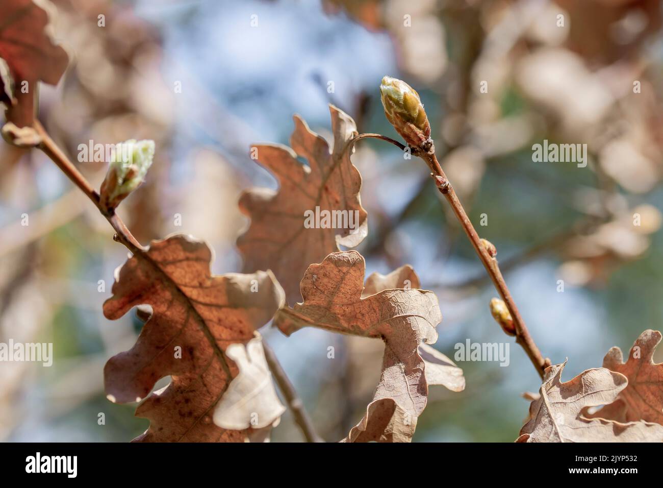 Chêne à la baisse (Quercus pubescens) en avril avec feuilles de ...