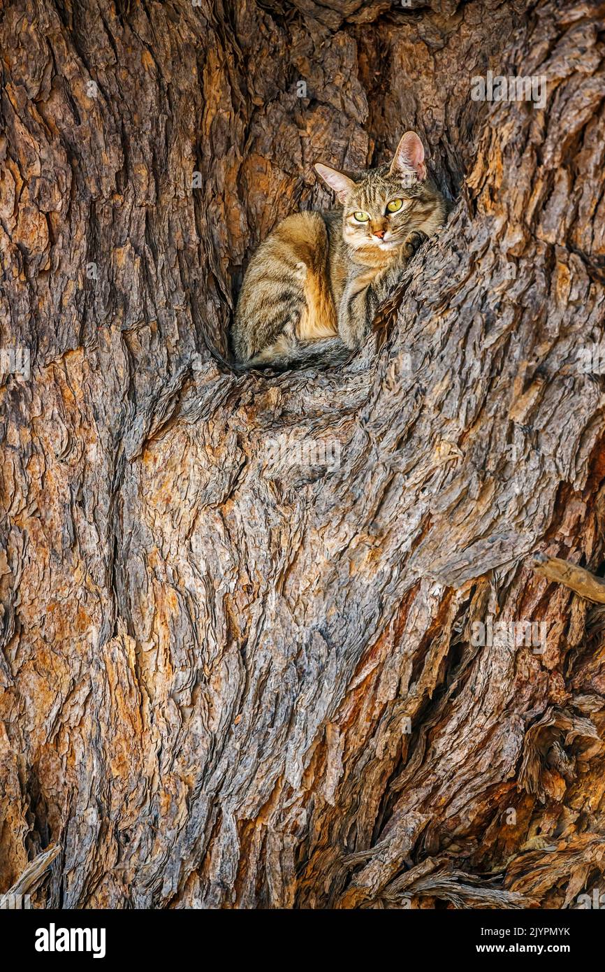Chat sauvage d'Afrique australe couché dans un arbre dans le parc ...