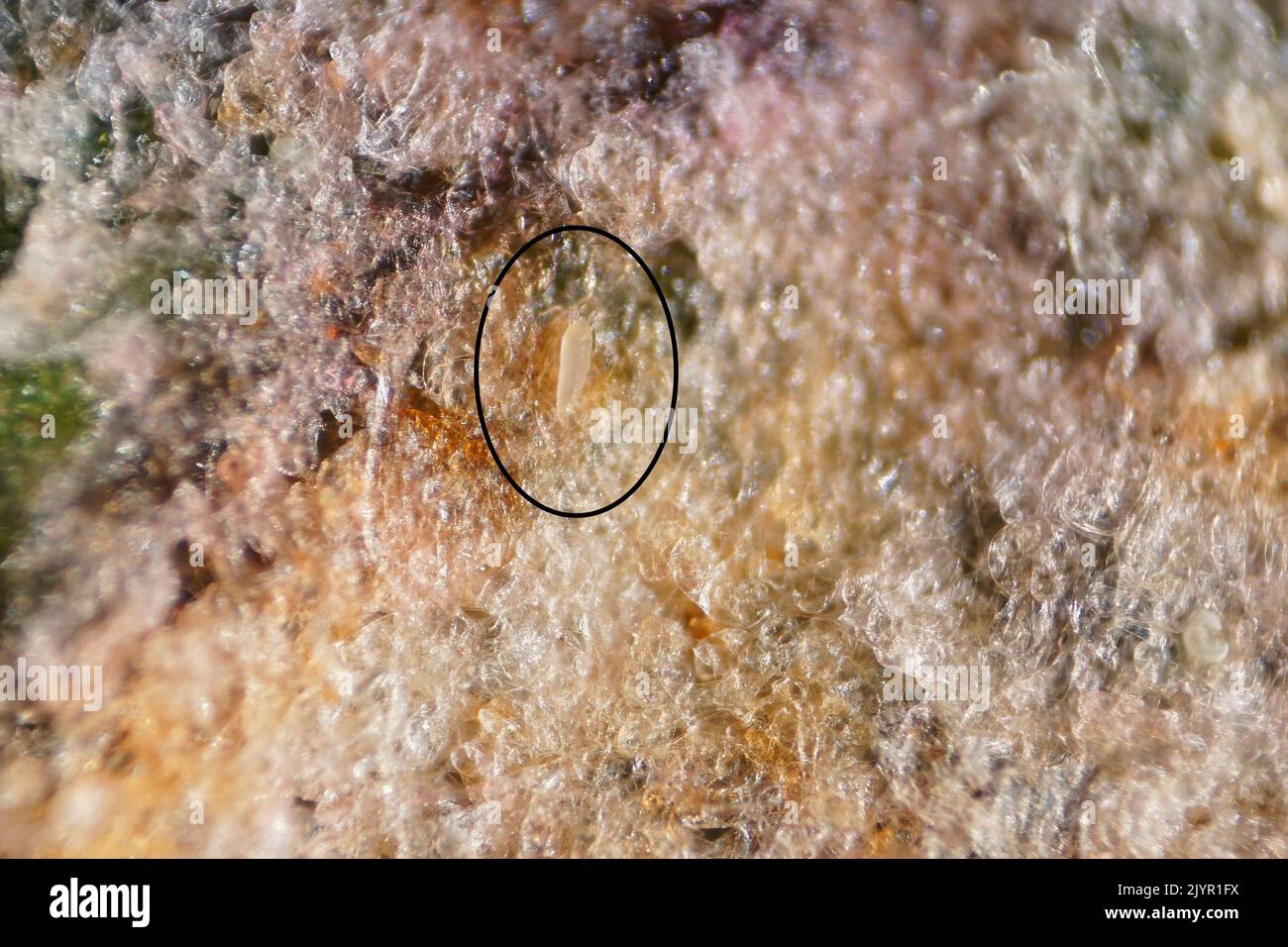 Acariens microscope Banque de photographies et d’images à haute ...