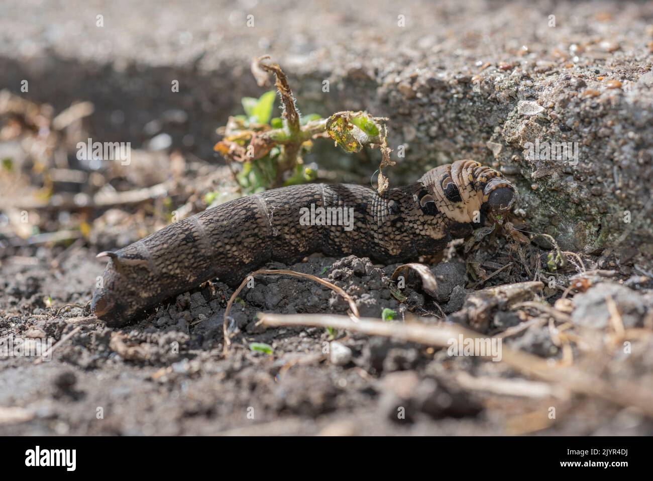 Elephant hawk moth caterpillar deilephila elpenor Banque de ...