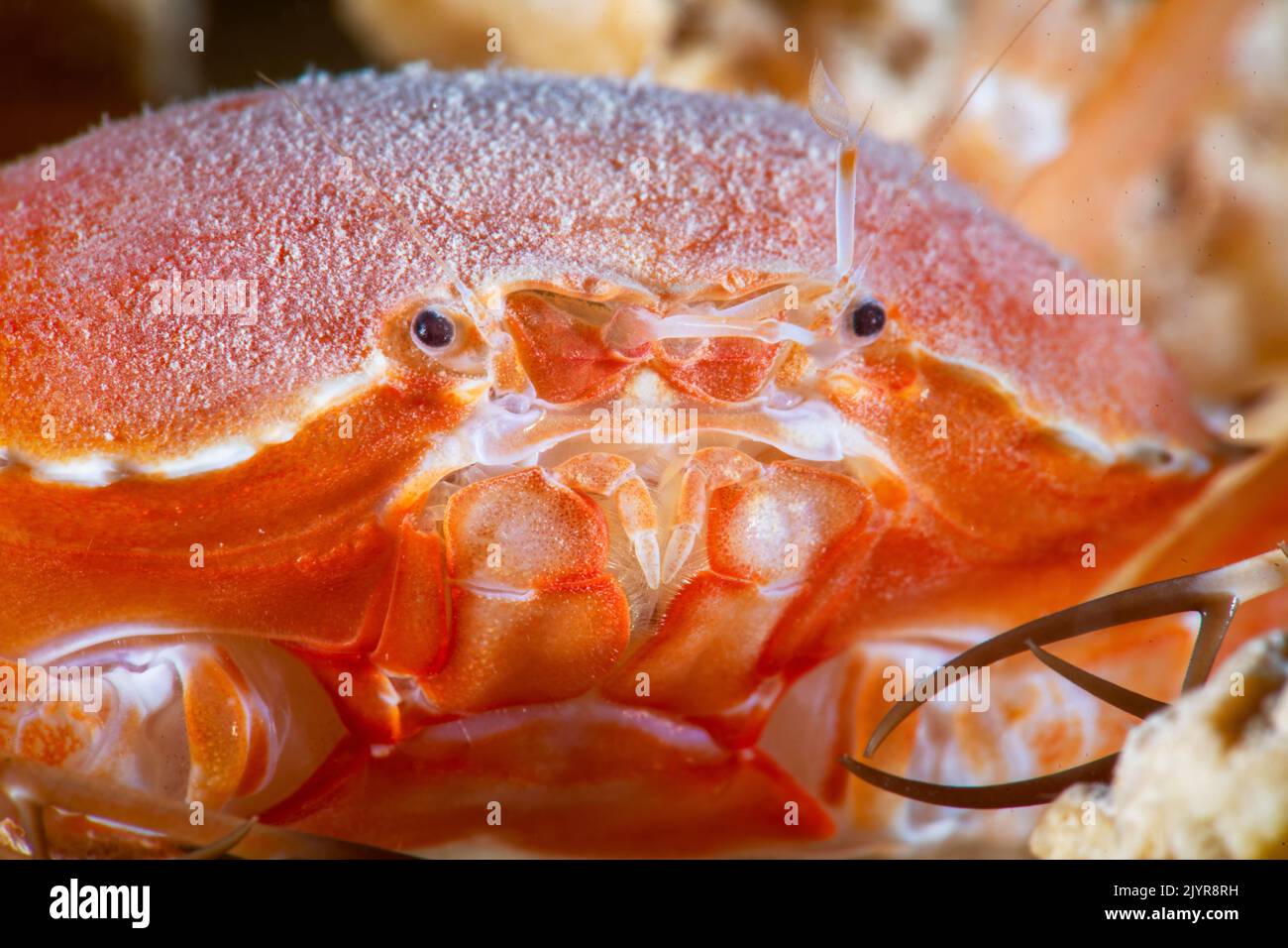 Crab species Banque de photographies et d’images à haute résolution - Alamy