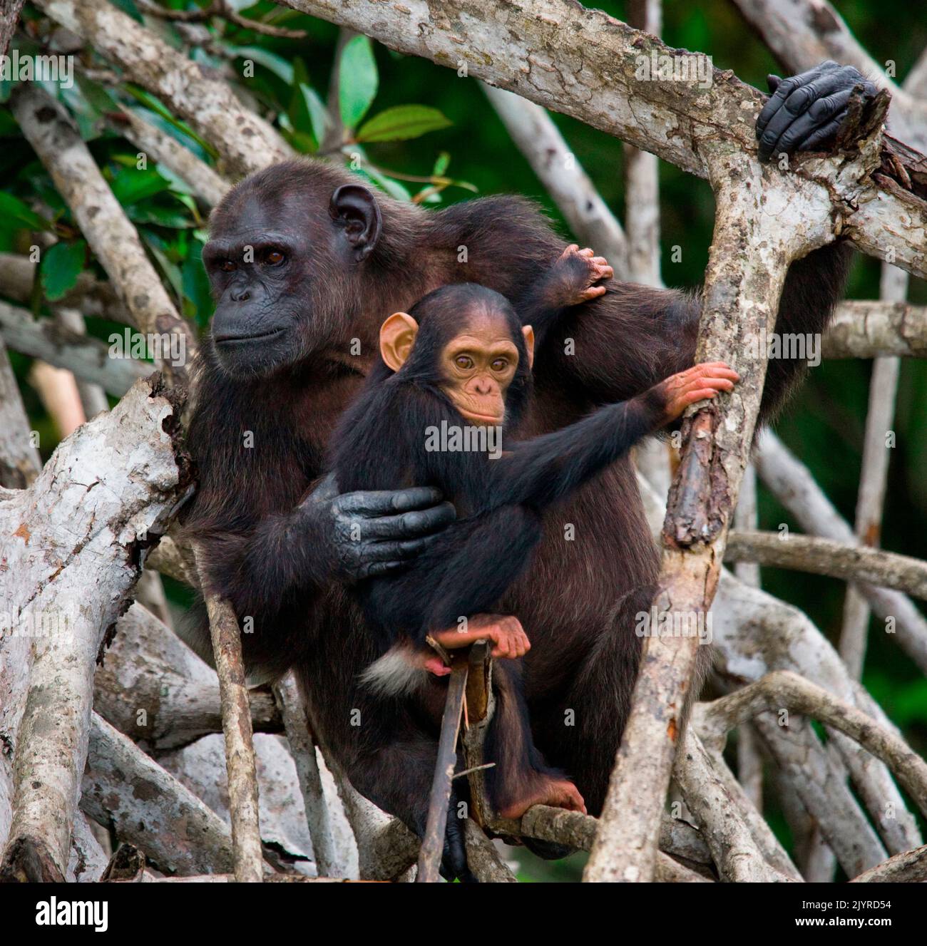 Chimpanzé femelle (Pan troglodytes) avec un bébé sur les mangroves ...