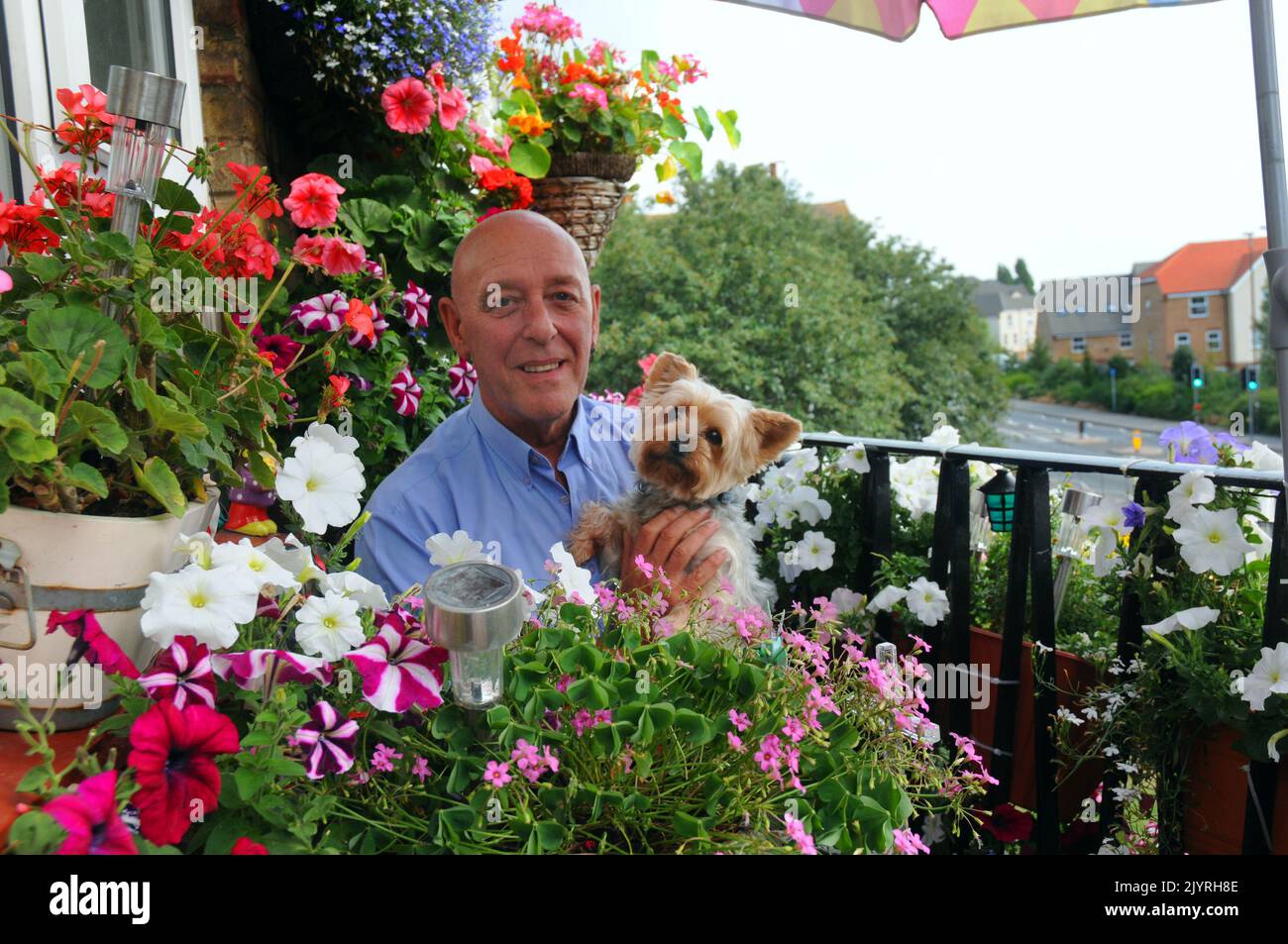 Pete Gover, chauffeur de taxi, avec son Yorkshire Terrier Patsie dans ...