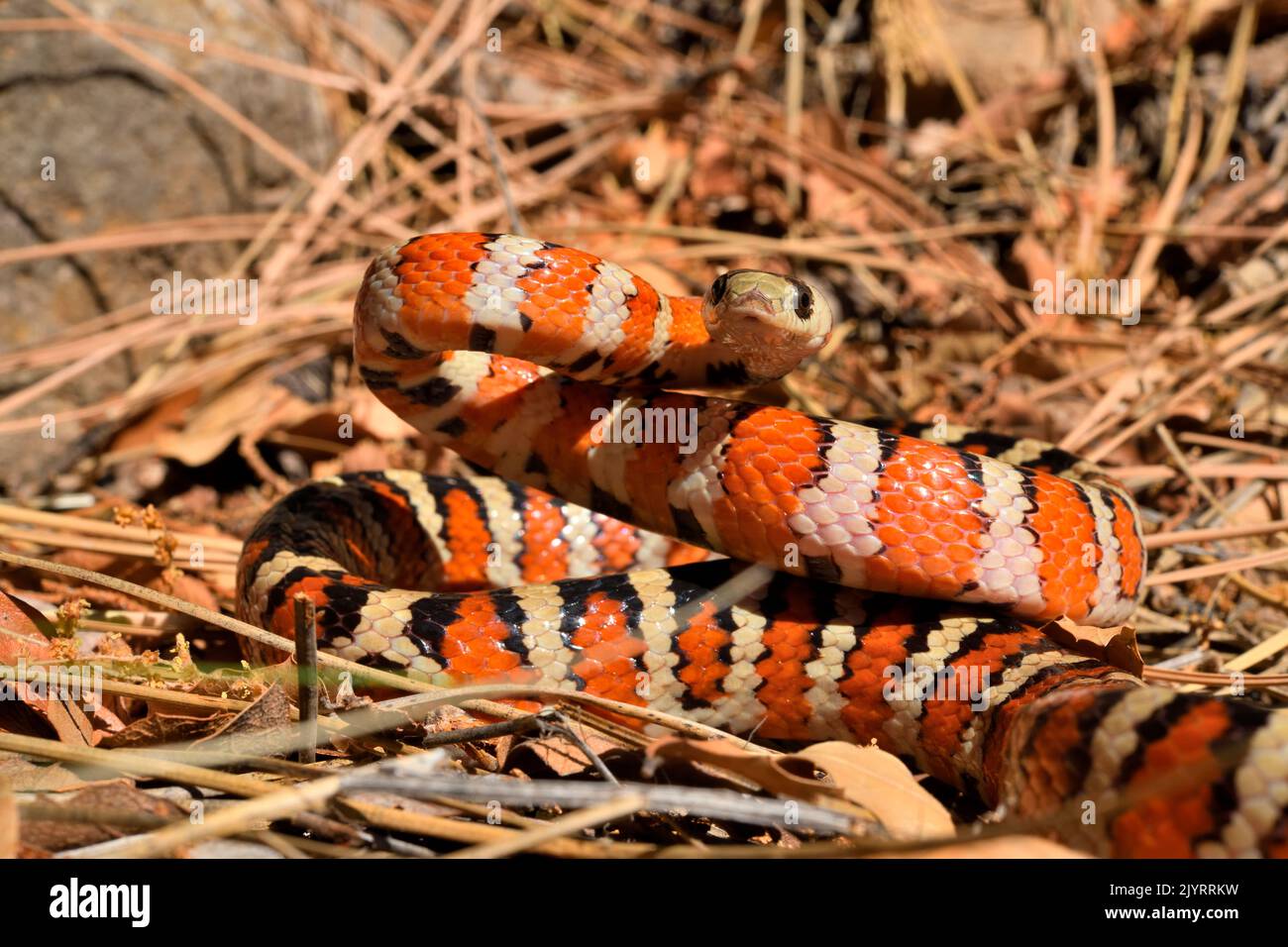 Lampropeltis pyromelana knoblochi Banque de photographies et d’images à ...