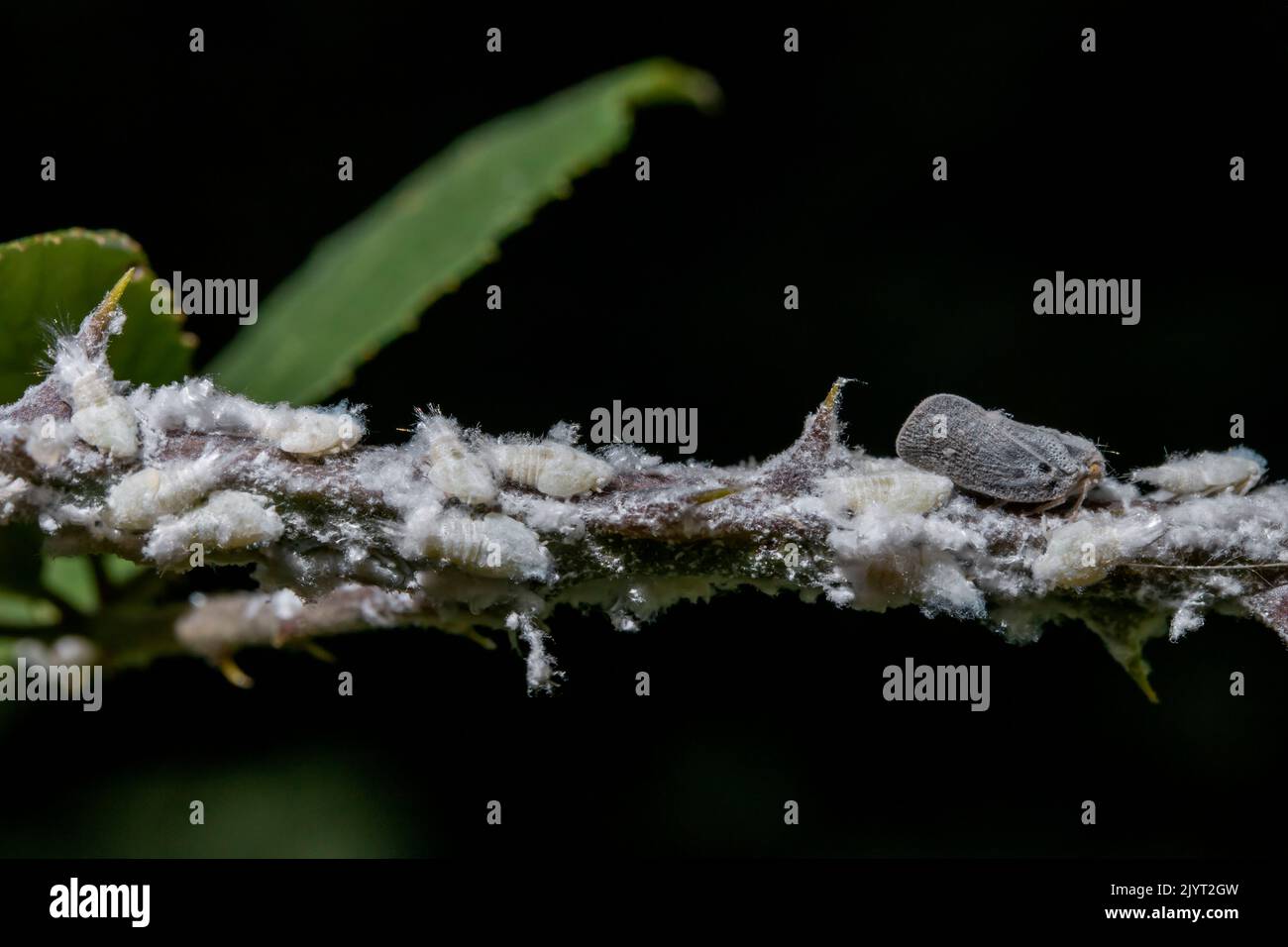 Planthopper de flatide d'agrumes (Metcalfa pruinosa), adulte et nymphes ...