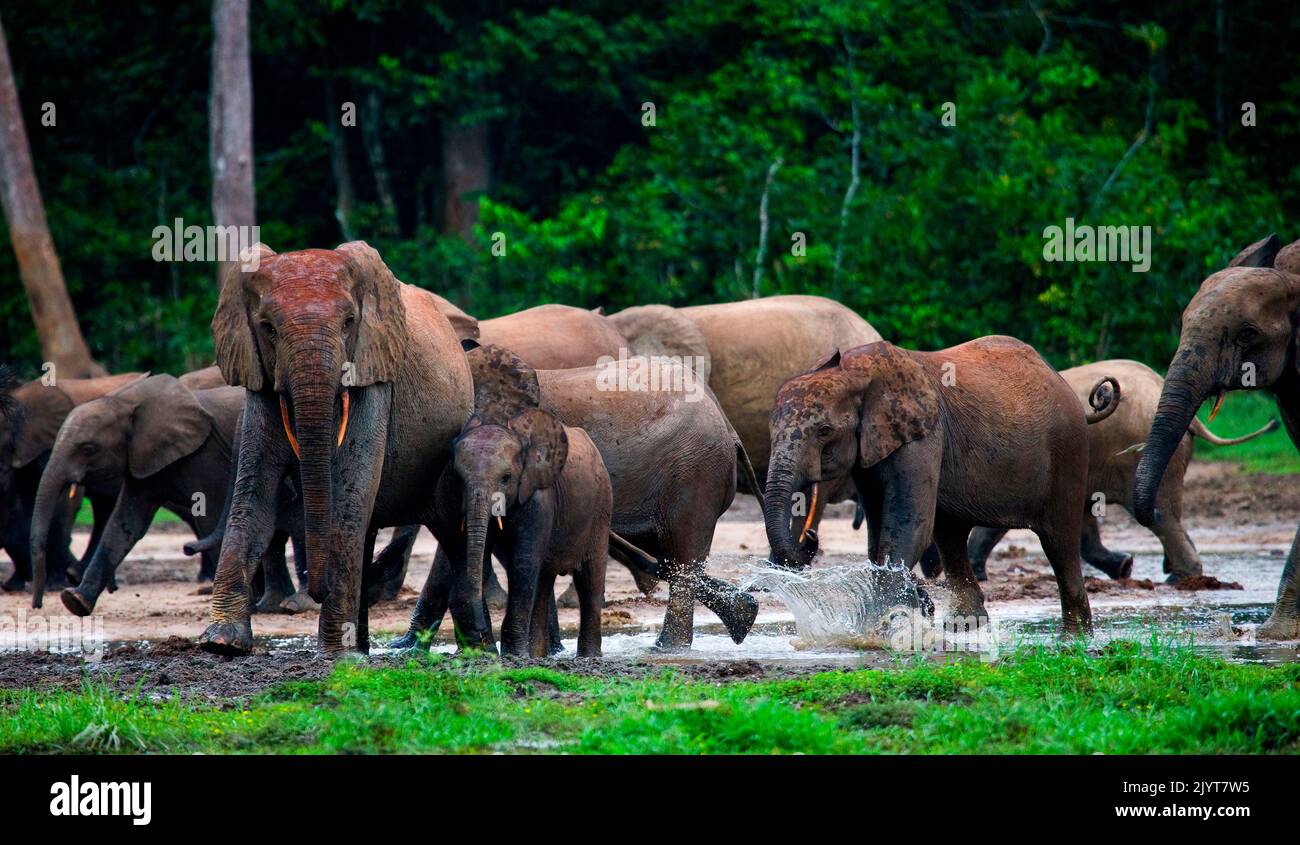Groupe d'éléphants forestiers africains (Loxodonta cyclotis) en bordure ...