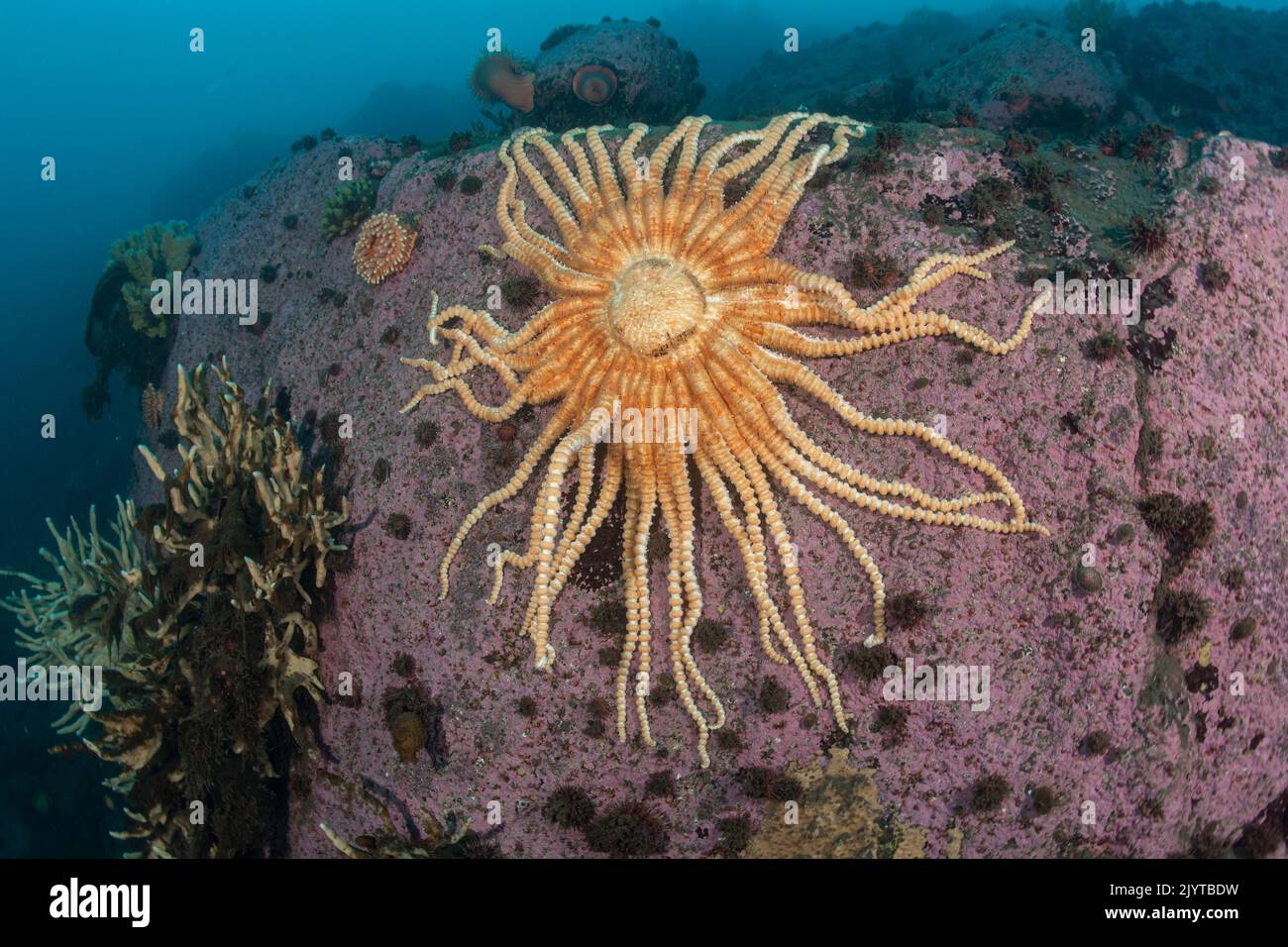 Labidiaster annulatus Banque de photographies et d’images à haute ...