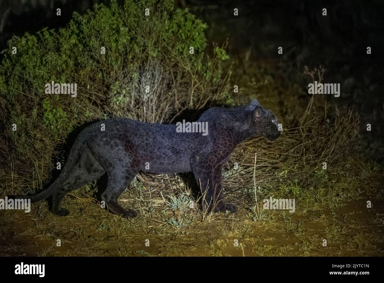 Photo extrêmement rare d'un panthère noir ou léopard noir africain ...