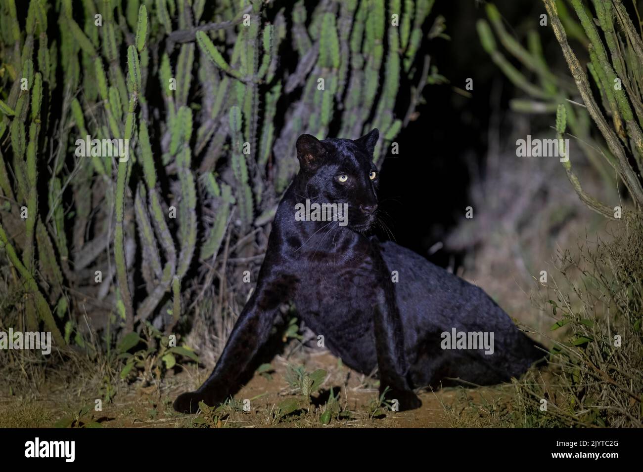 Photo extrêmement rare d'un panthère noir ou léopard noir africain ...