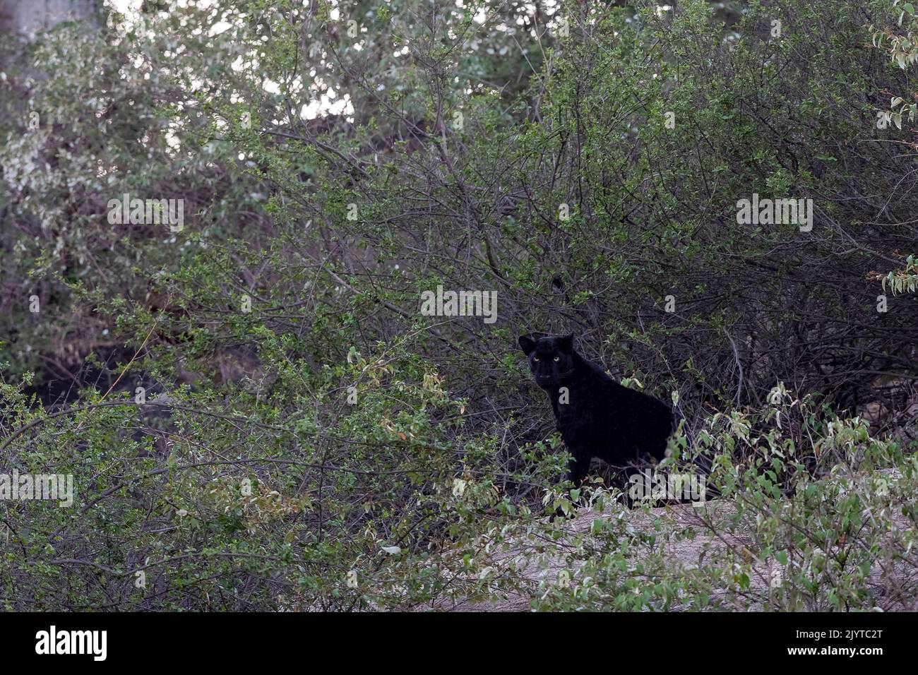 Photo extrêmement rare d'un panthère noir ou léopard noir africain ...