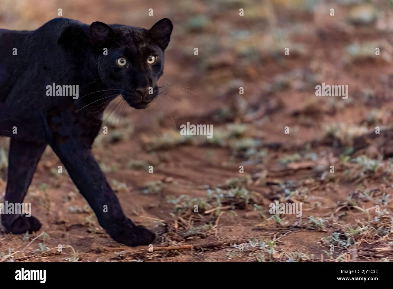 Photo extrêmement rare d'un panthère noir ou léopard noir africain ...