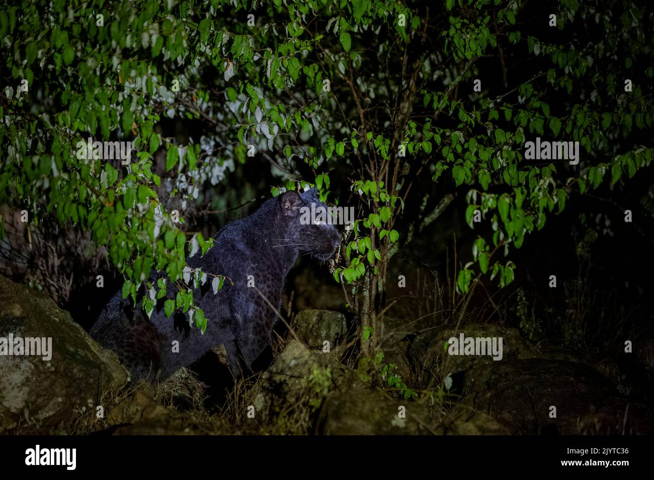 Photo extrêmement rare d'un panthère noir ou léopard noir africain ...