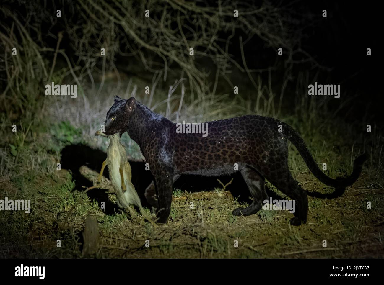 Photo extrêmement rare d'un panthère noir ou léopard noir africain ...