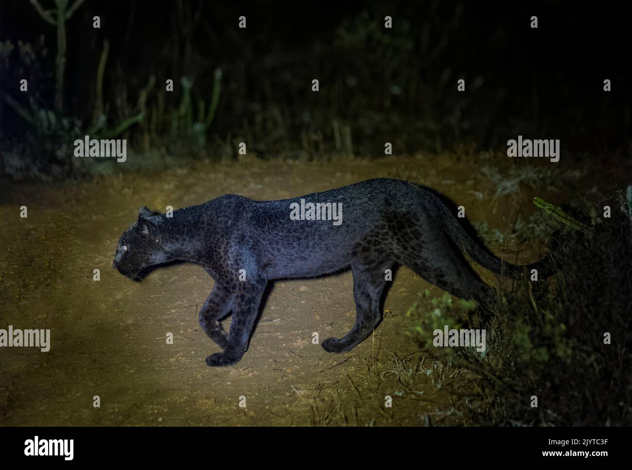Photo extrêmement rare d'un panthère noir ou léopard noir africain ...
