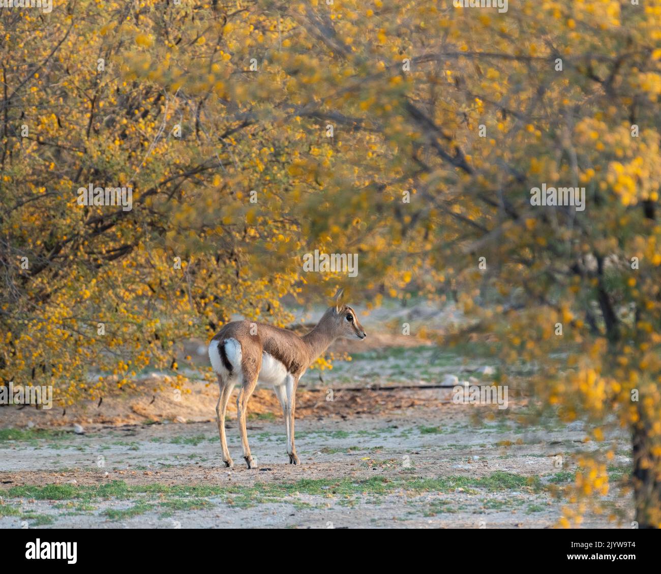 Un veau de Gazelle arabe (Gazella arabica), debout parmi les ...