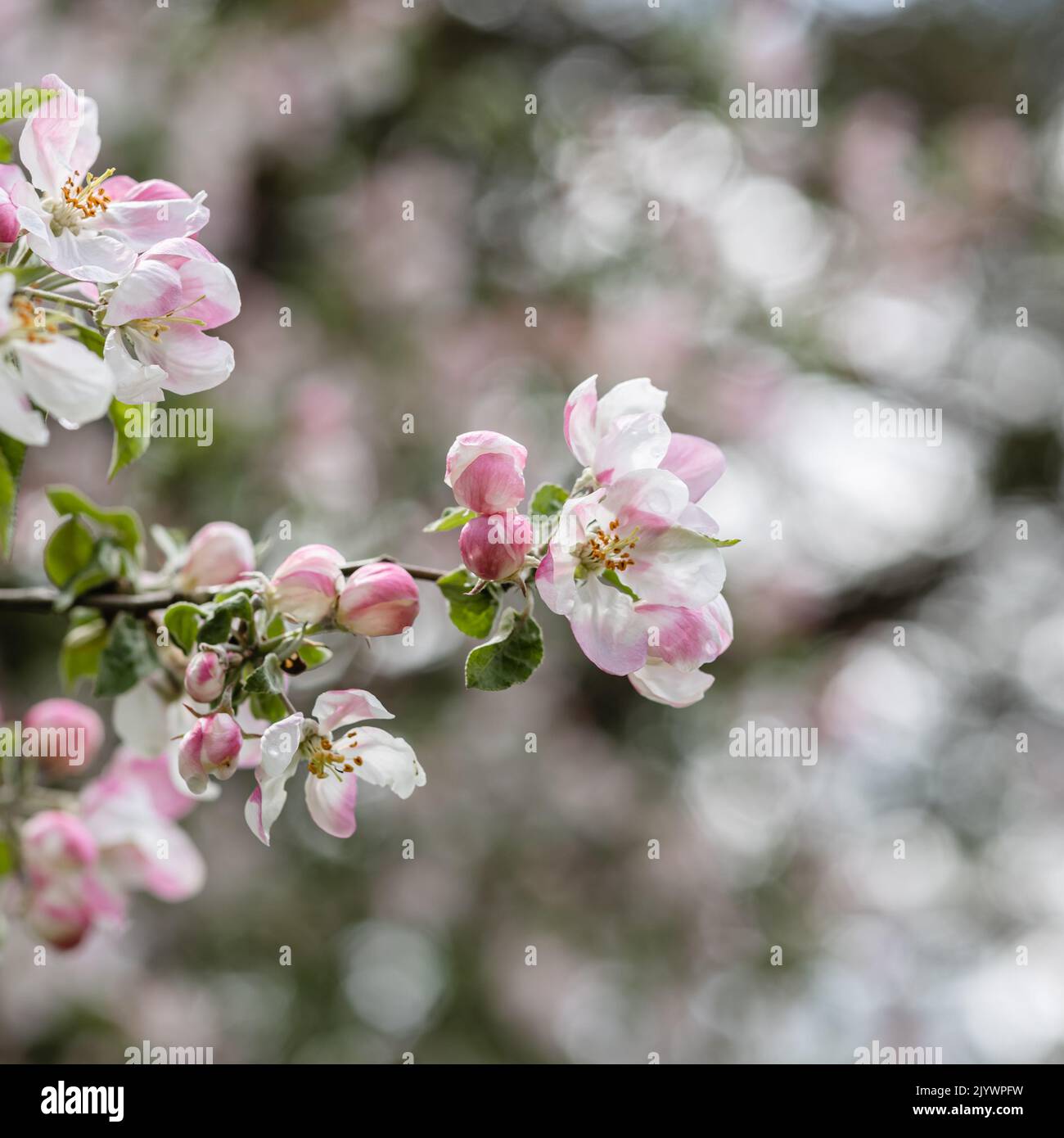 Fleurs de pommier roses Banque de photographies et d’images à haute ...