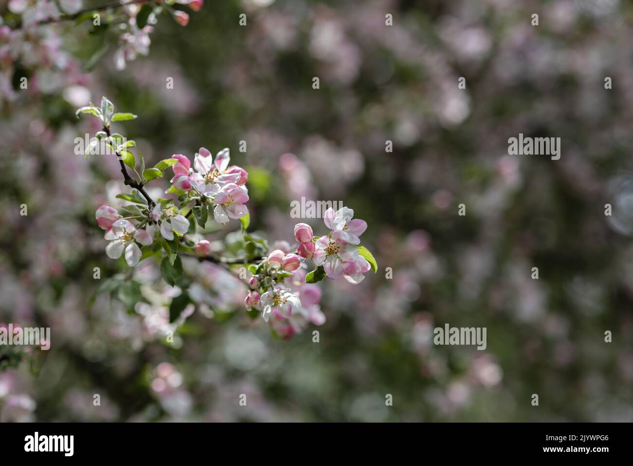Fleurs de pommier roses Banque de photographies et d’images à haute ...