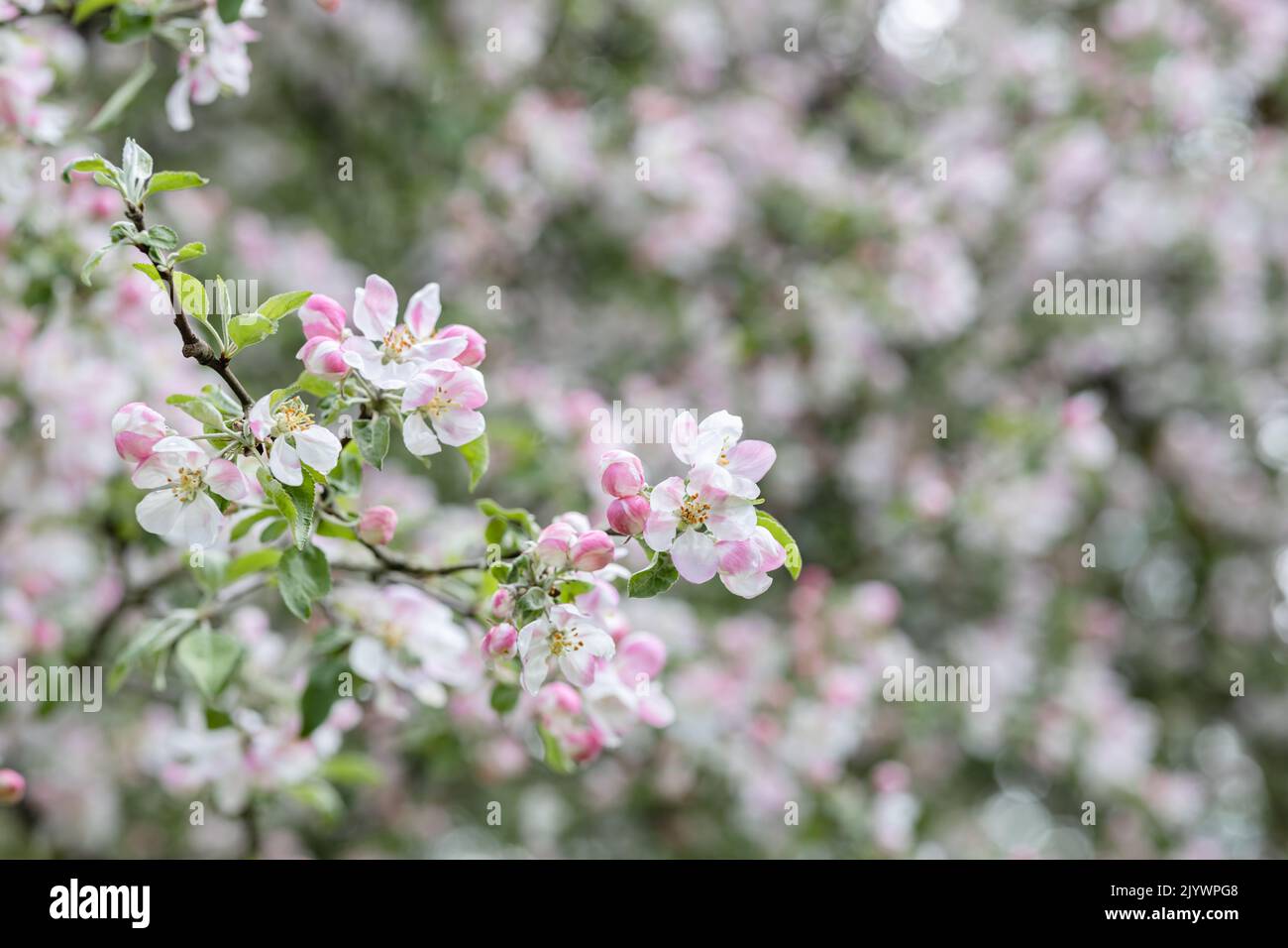 Fleurs de pommier roses Banque de photographies et d’images à haute ...