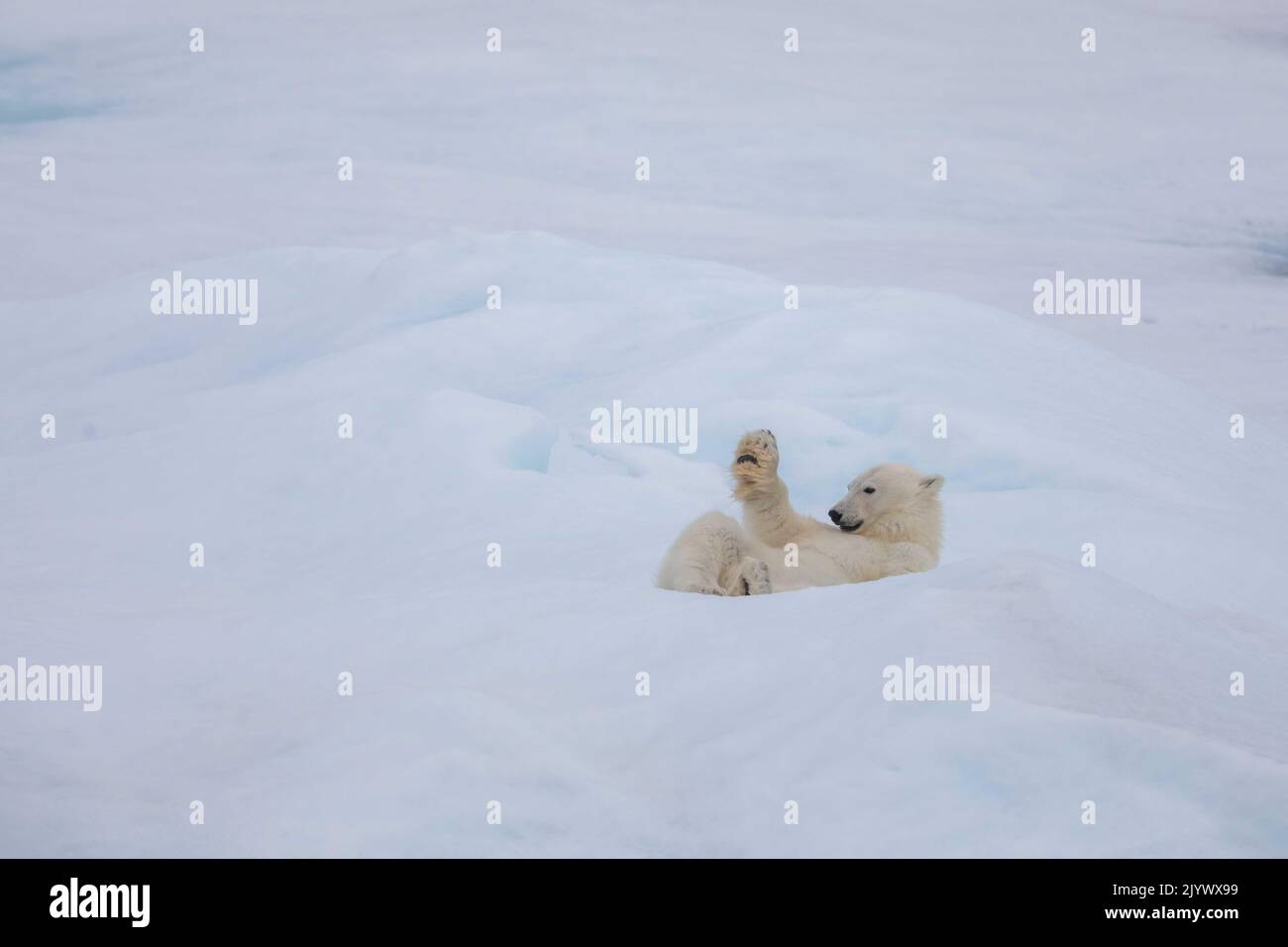 ours polaire cub roulant dans la neige avec patte relevée sur la ...
