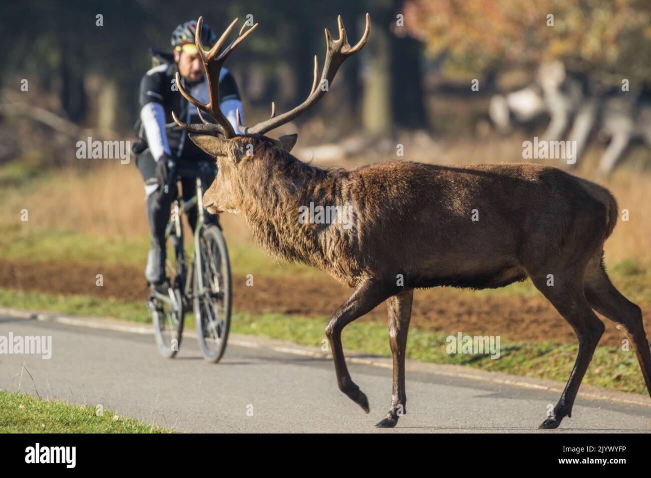 Un majestueux cerf rouge Stag (Cervus elaphus) avec d'énormes bois ...