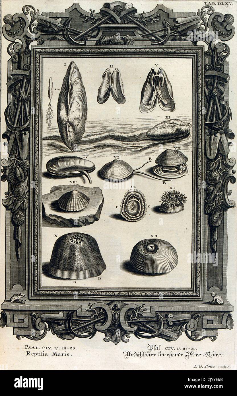 Schema anatomie gravure Banque de photographies et d’images à haute résolution - Alamy