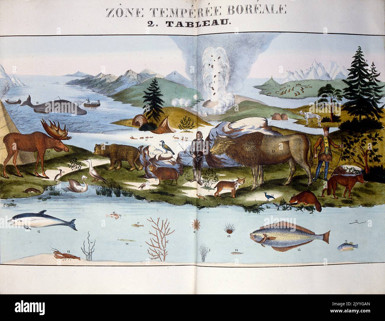 Orignal ours baleine homme bison Banque de photographies et d’images à ...