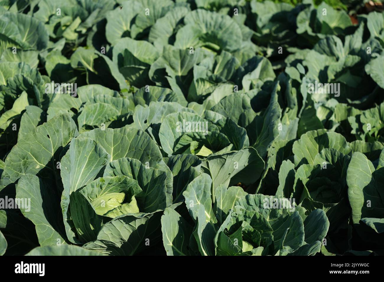 Plantations de choux Banque de photographies et d’images à haute ...