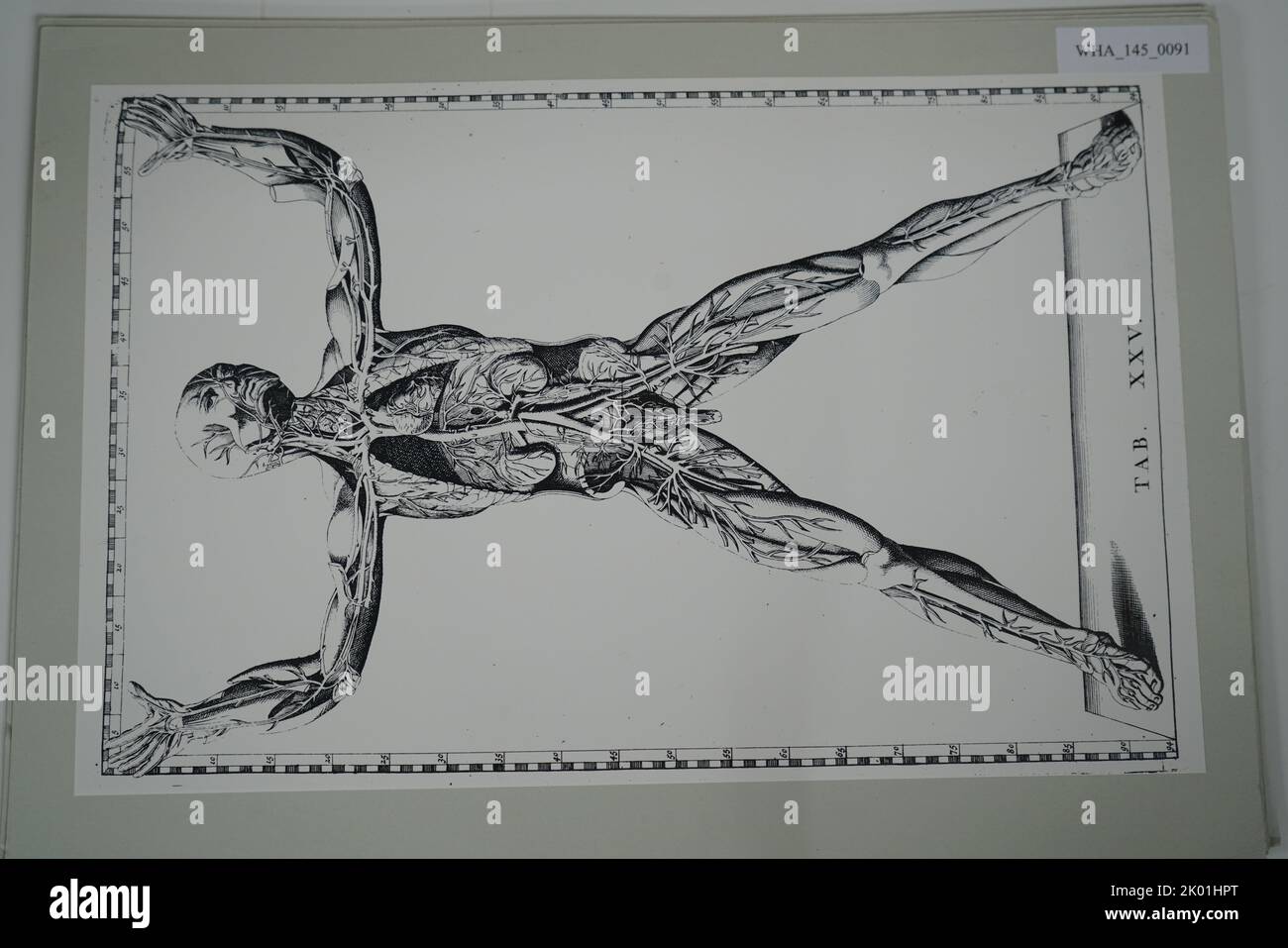 Bartolommeo eustachi tabulae anatomicae Banque de photographies et d ...