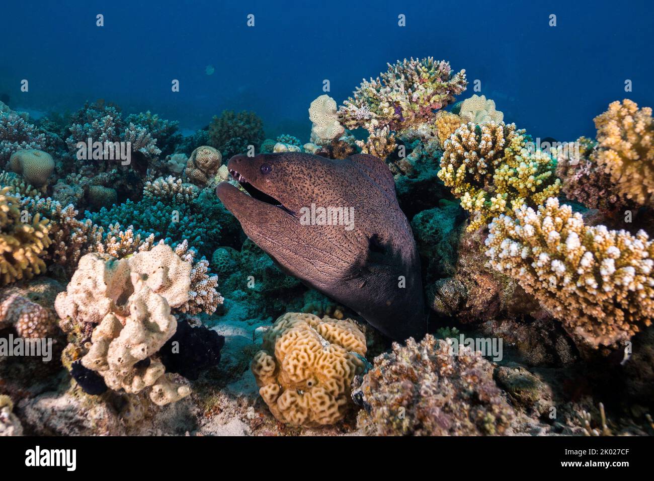 Une anguille géante de moray (Gymnothorax javanicus) dans le récif de ...
