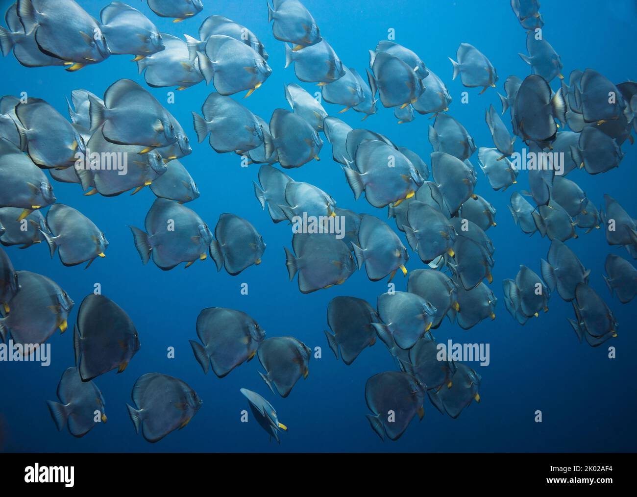 Faune poisson eau nageoire marine Banque de photographies et d’images à ...