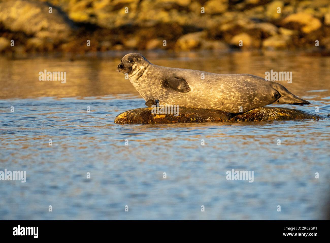 Phoques arctiques Banque de photographies et d’images à haute ...