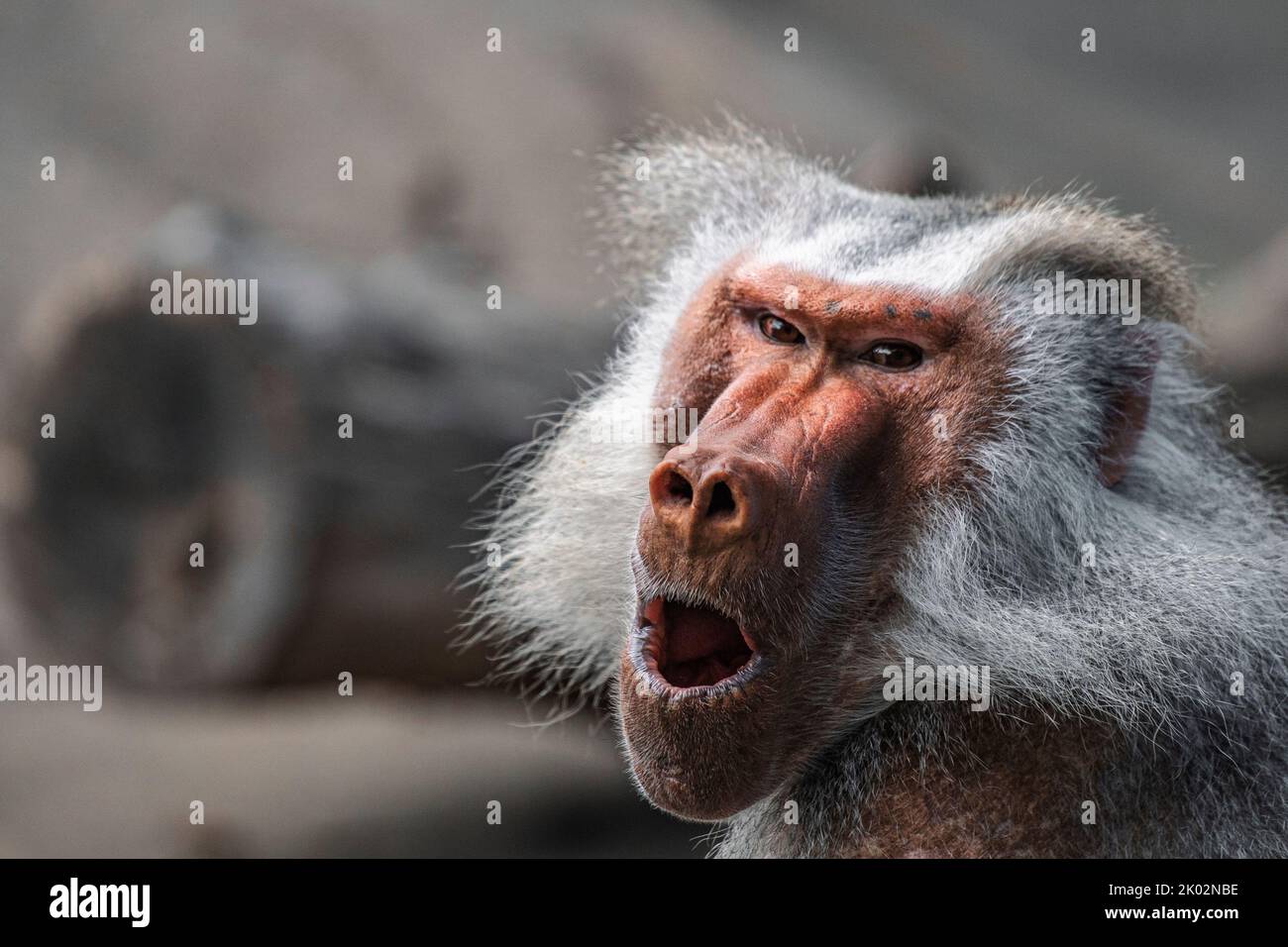 Un foyer sélectif d'un singe babouin mignon avec une expression de ...