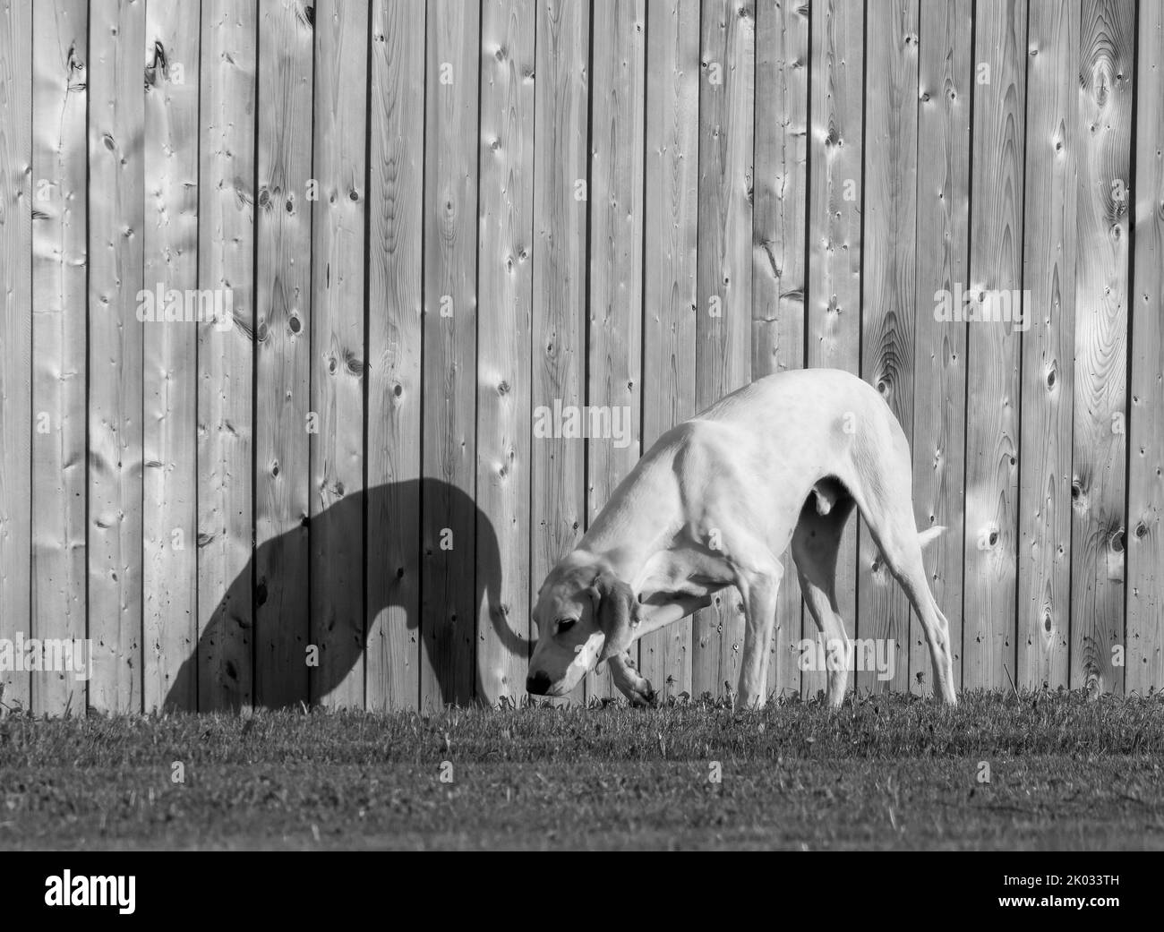 Billy dog Banque d'images noir et blanc - Alamy