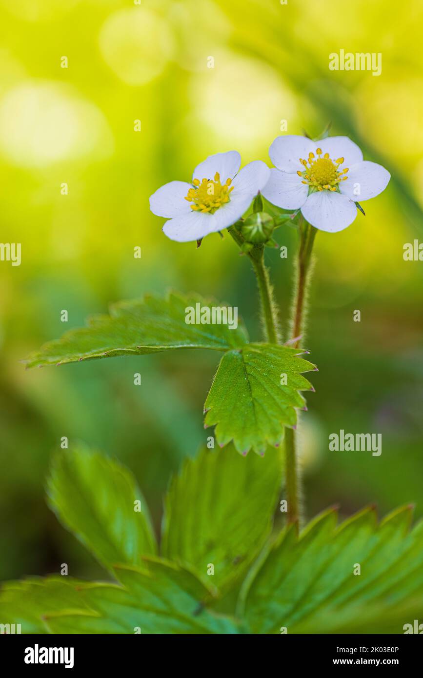 Fraisier sauvage dans son habitat naturel Banque de photographies et d ...