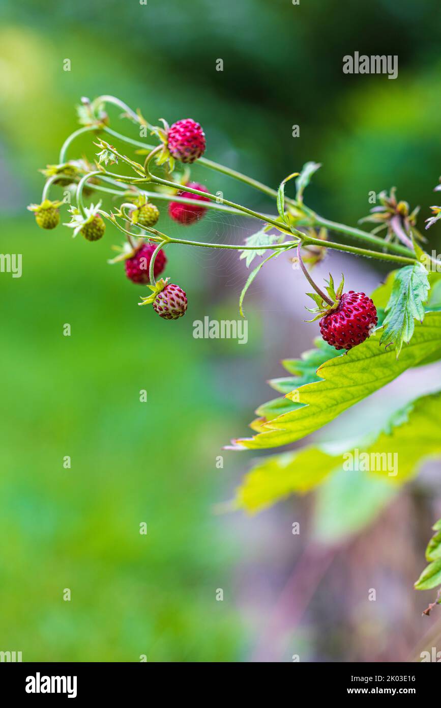 Fraisier sauvage dans son habitat naturel Banque de photographies et d ...
