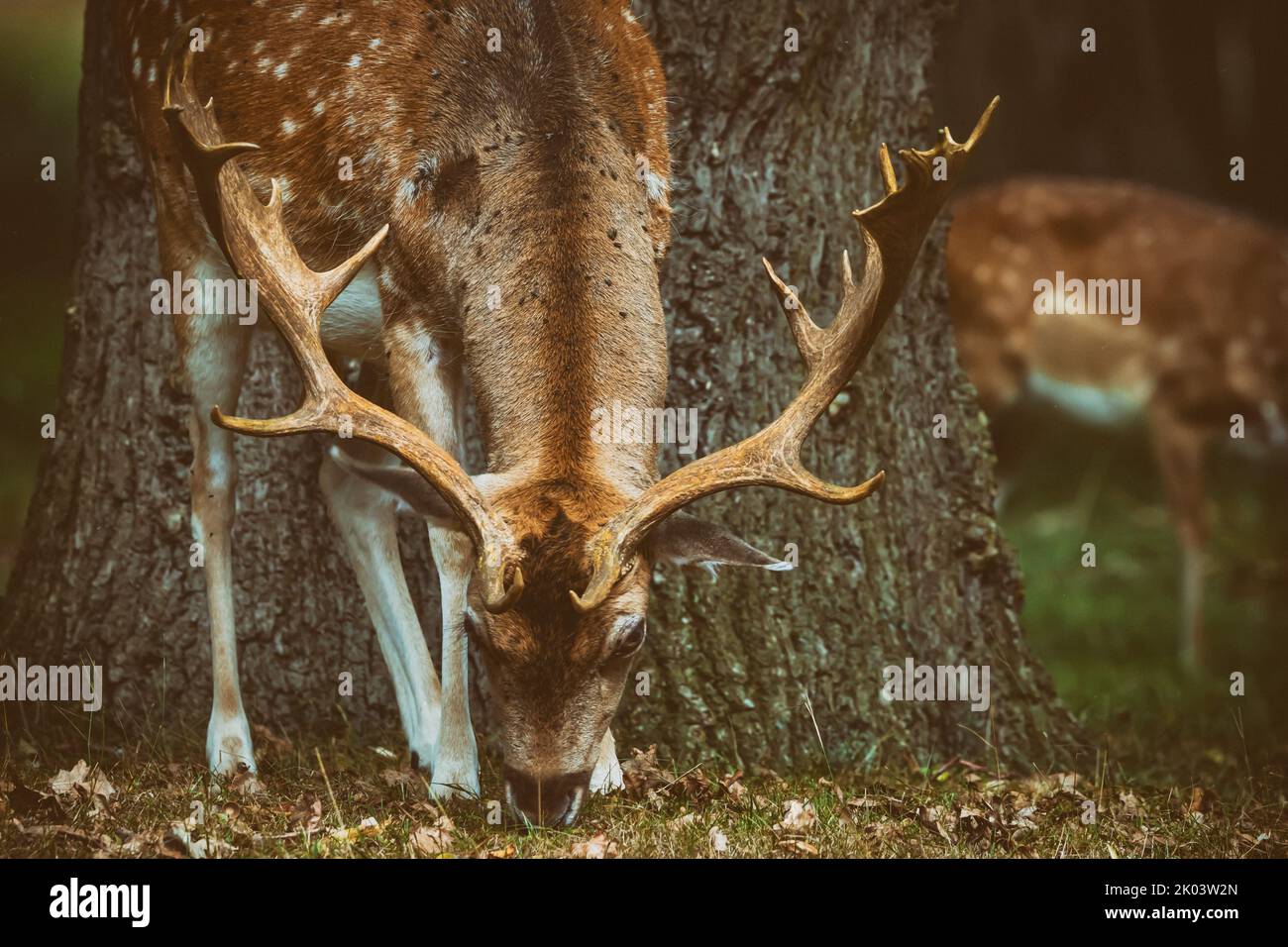 Cerf local Banque de photographies et d’images à haute résolution - Alamy