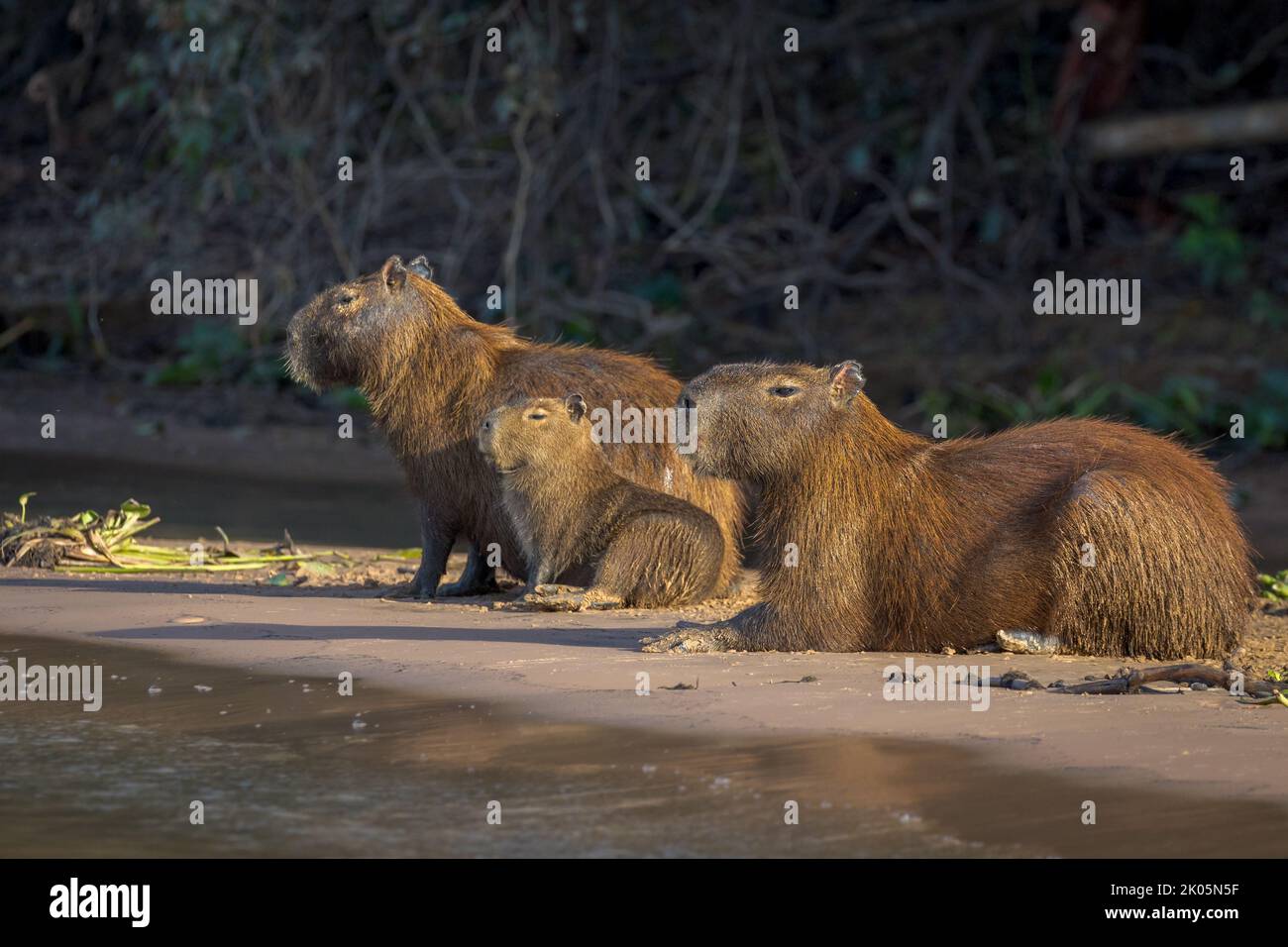 Plus grand capybara Banque de photographies et d’images à haute ...