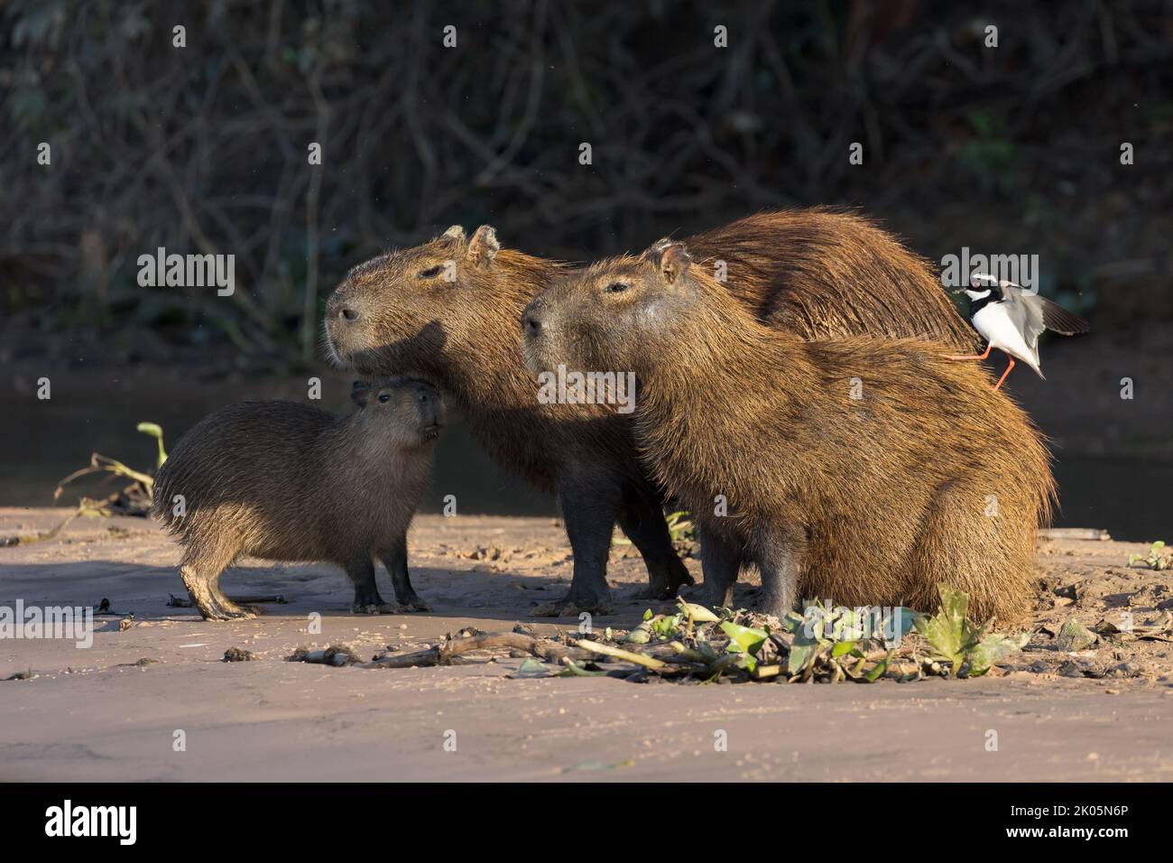 Une famille de capybaras (Hydrochoerus hydrochaeris) sur le fleuve ...