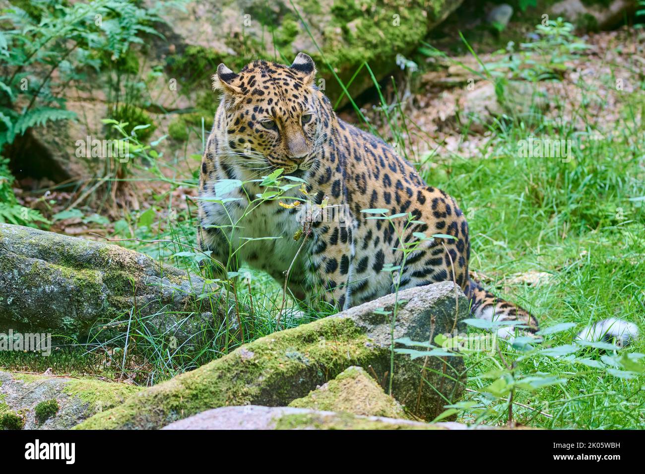 Amur leopard panthera pardus orientalis Banque de photographies et d ...